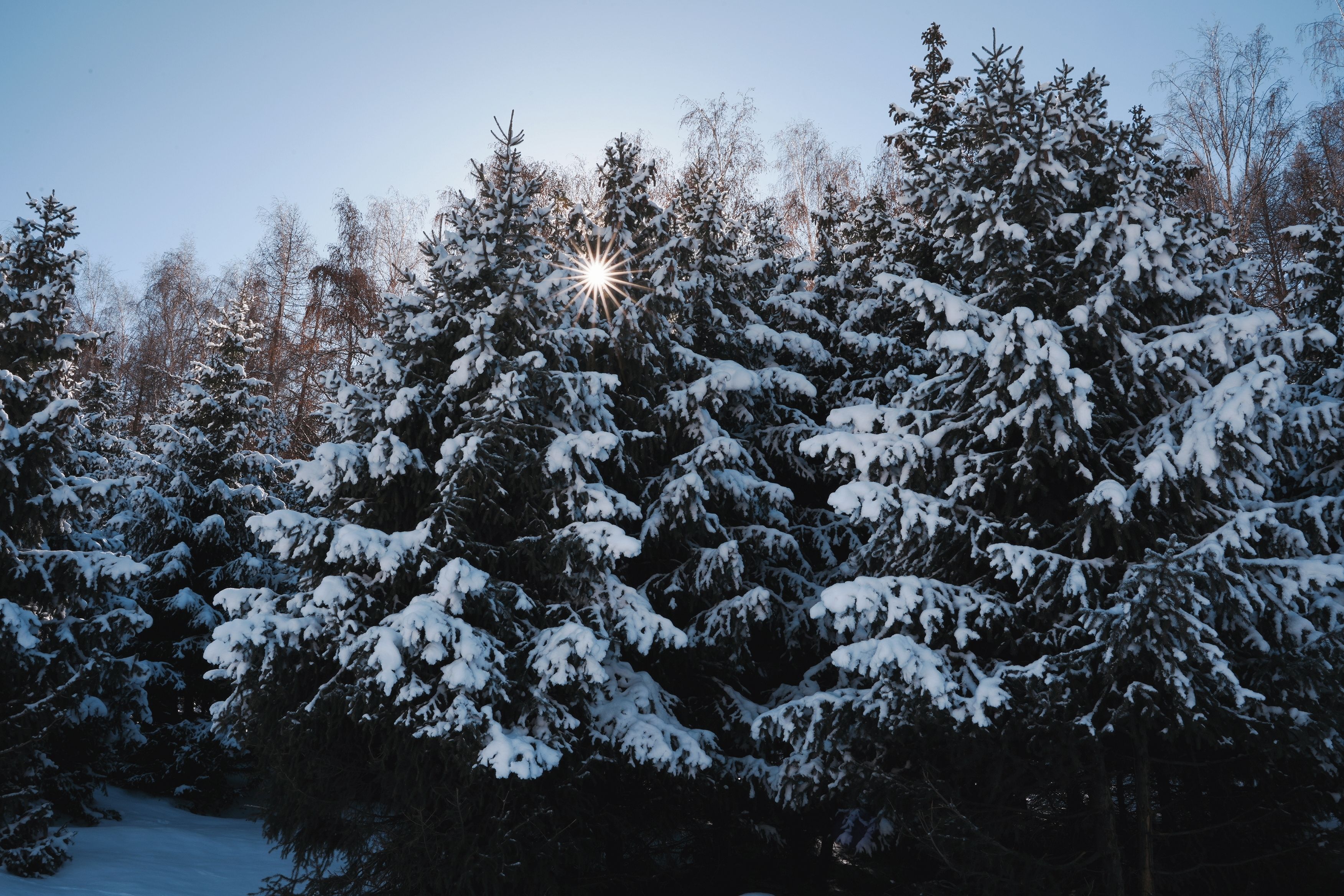 Sunlight behind Evergreen Trees in Winter · Free Stock Photo