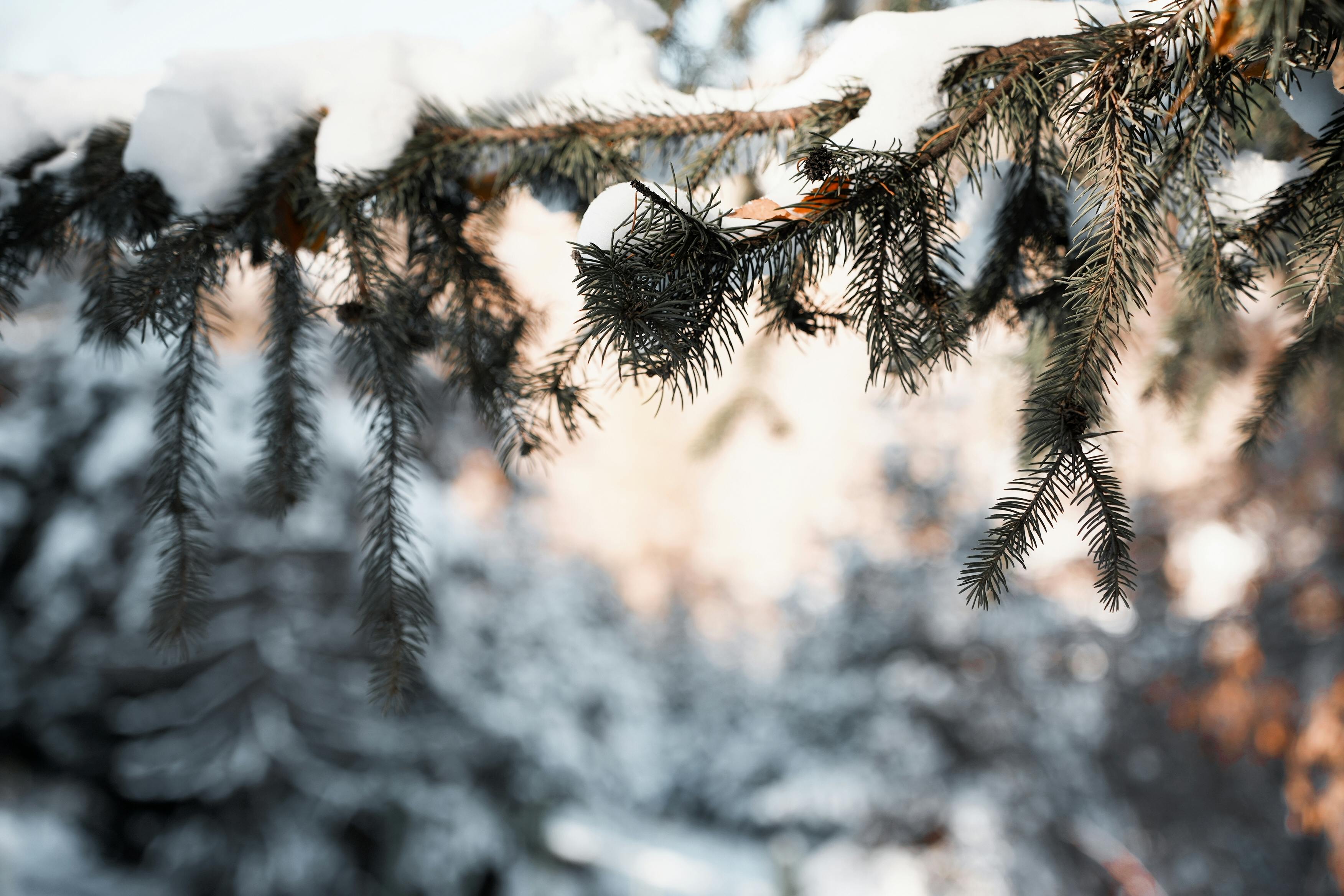Snow on Evergreen Leaves · Free Stock Photo