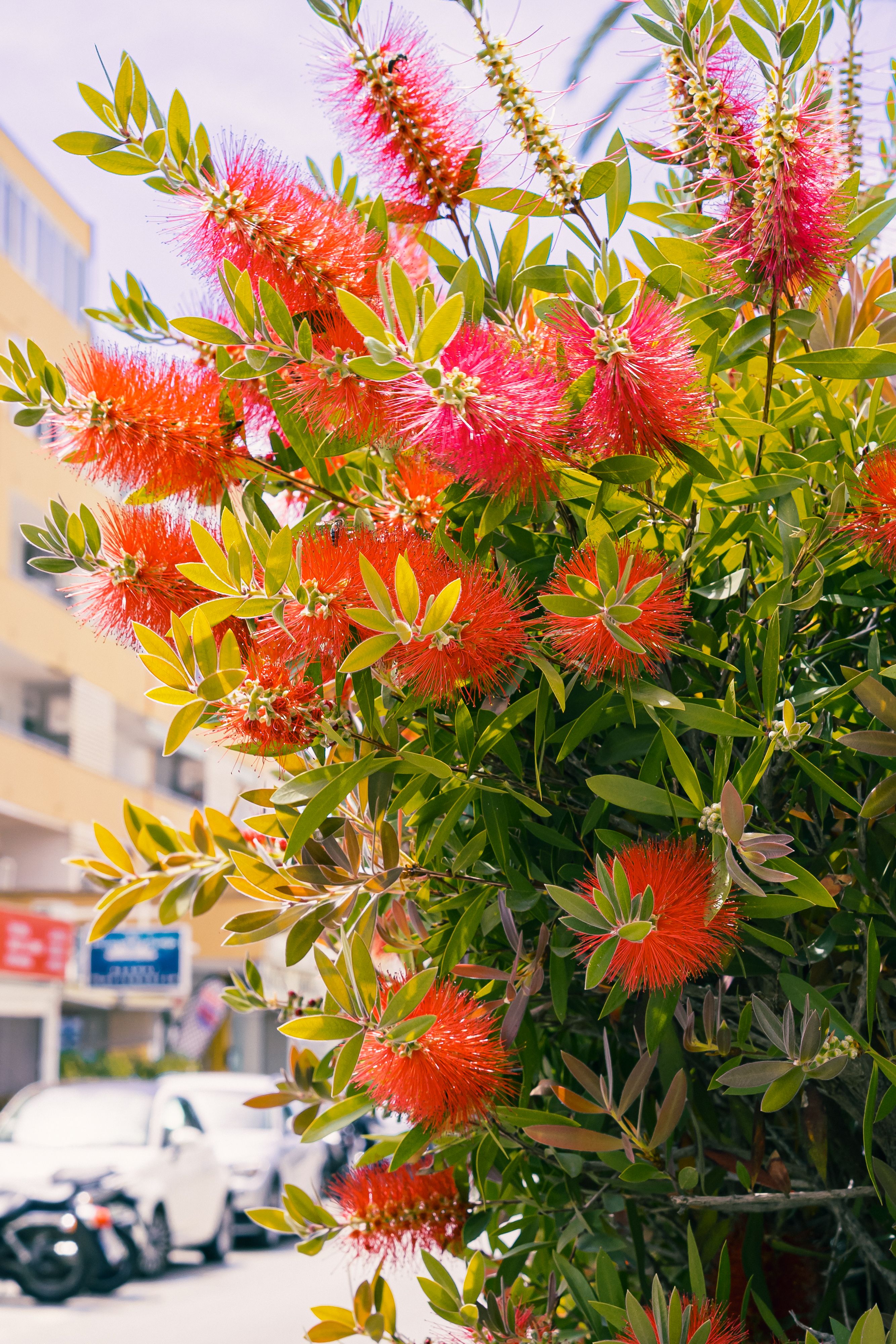 Hystar Blossom Cartoon 2560 X 1440 Photos, Download The BEST Free ...