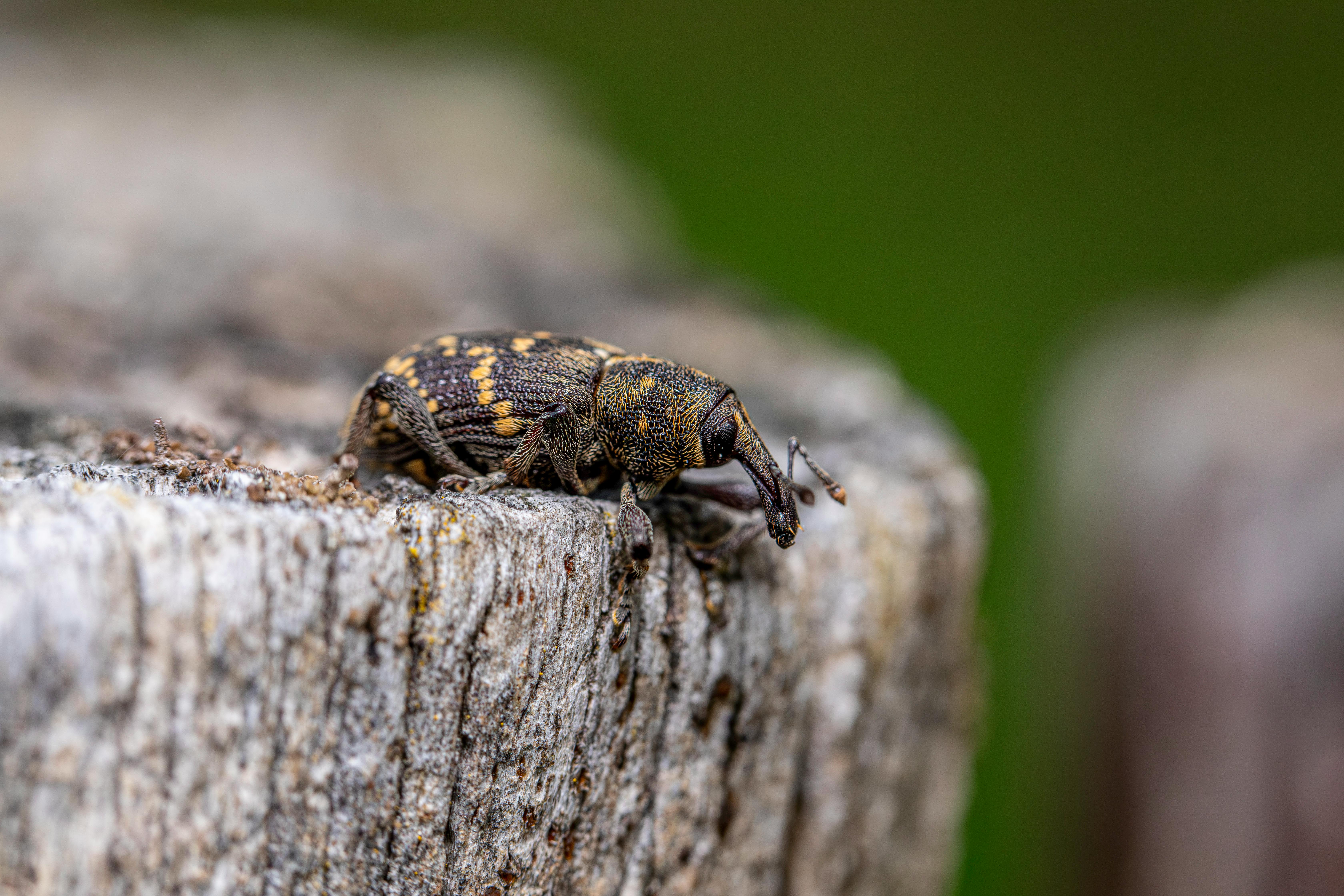 A beetle sitting on top of a wooden stump · Free Stock Photo