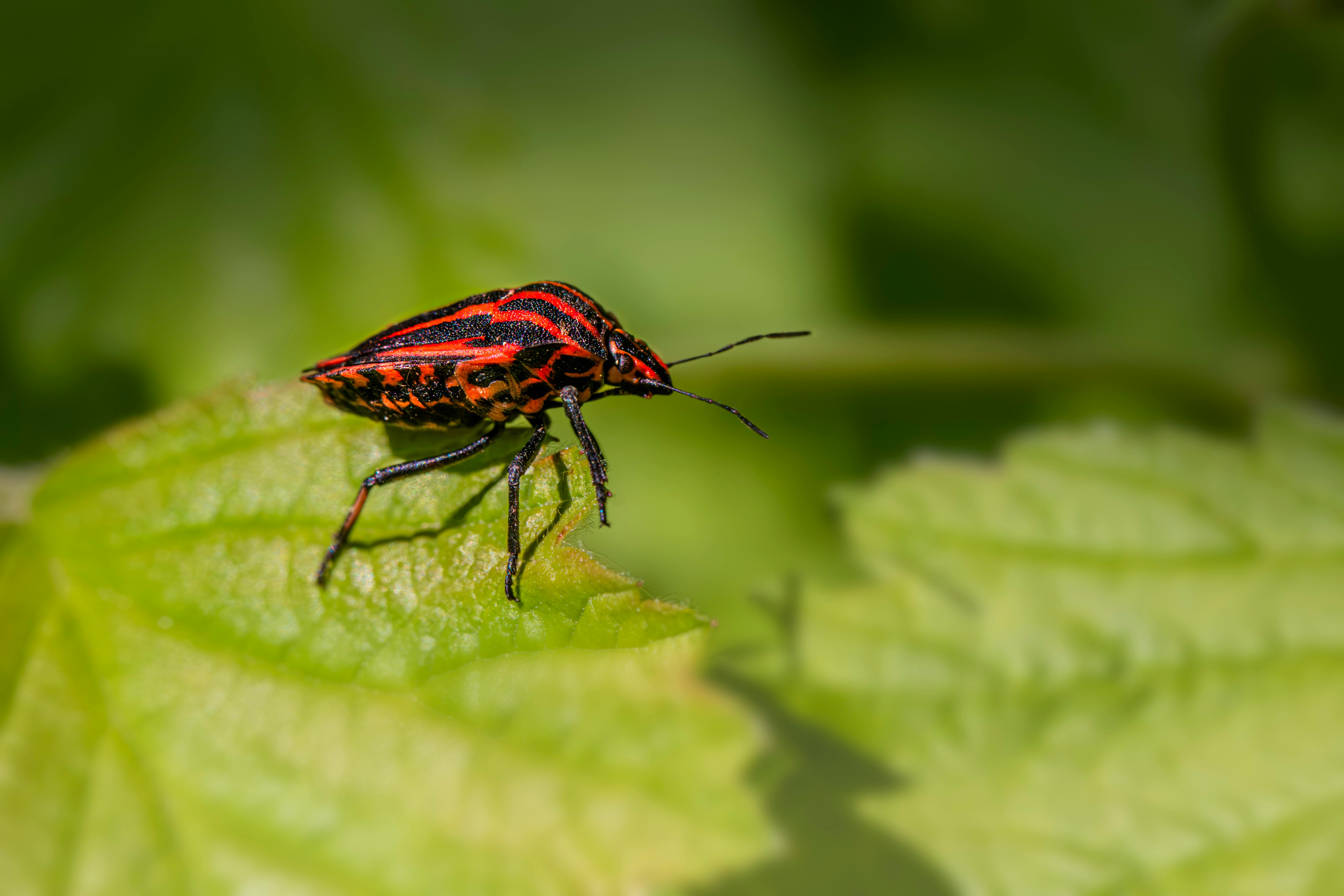 A red and black bug sitting on top of a leaf · Free Stock Photo
