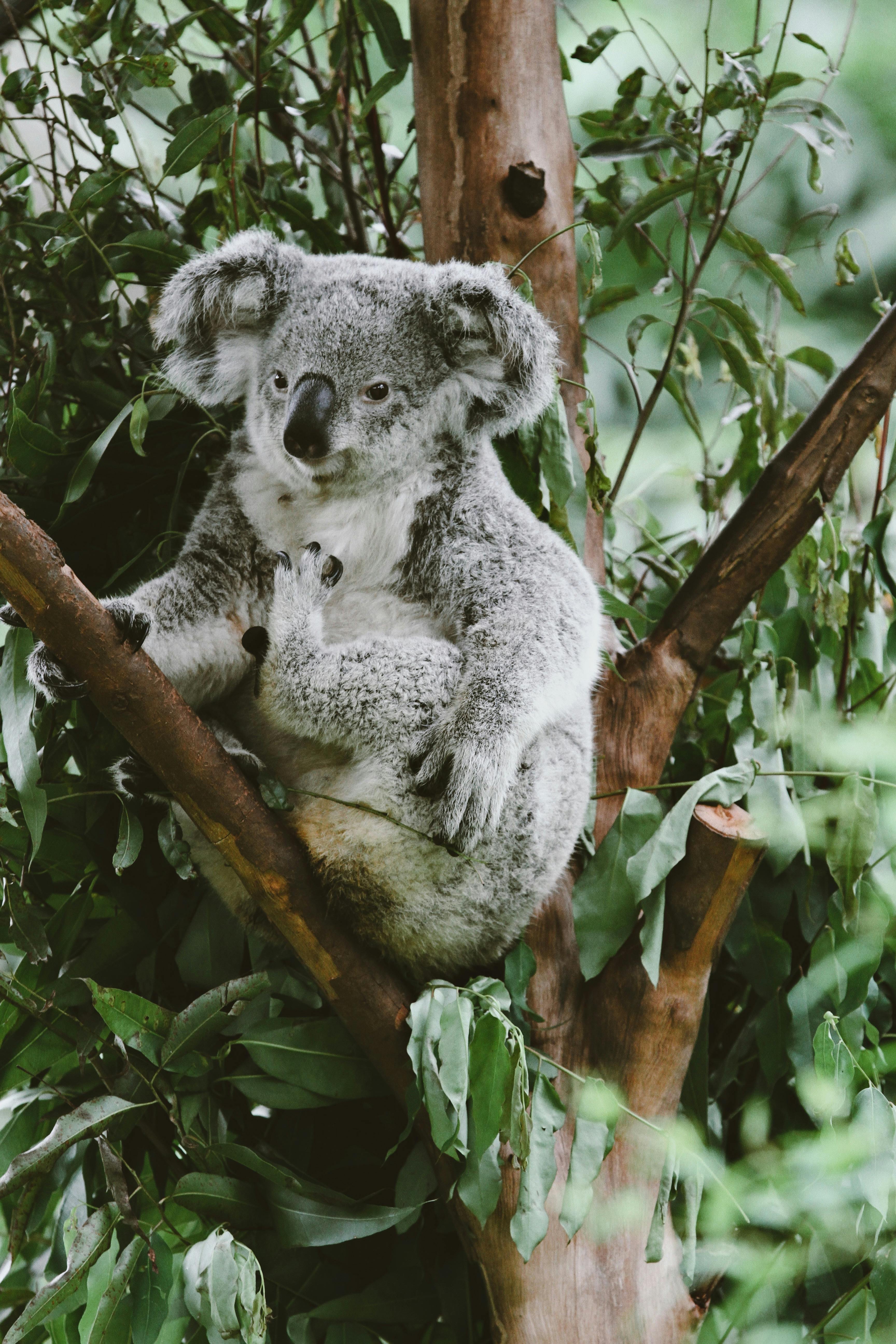 Desktop Jungle Photos, Download The BEST Free Desktop Jungle Stock ...