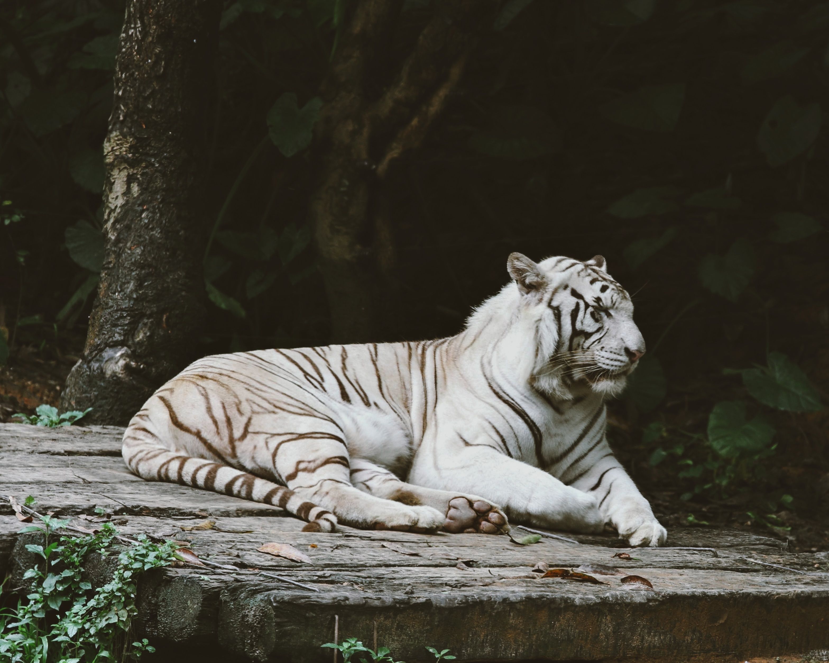 White Tiger Sitting on Wooden Terrace in Zoo Enclosure · Free Stock Photo