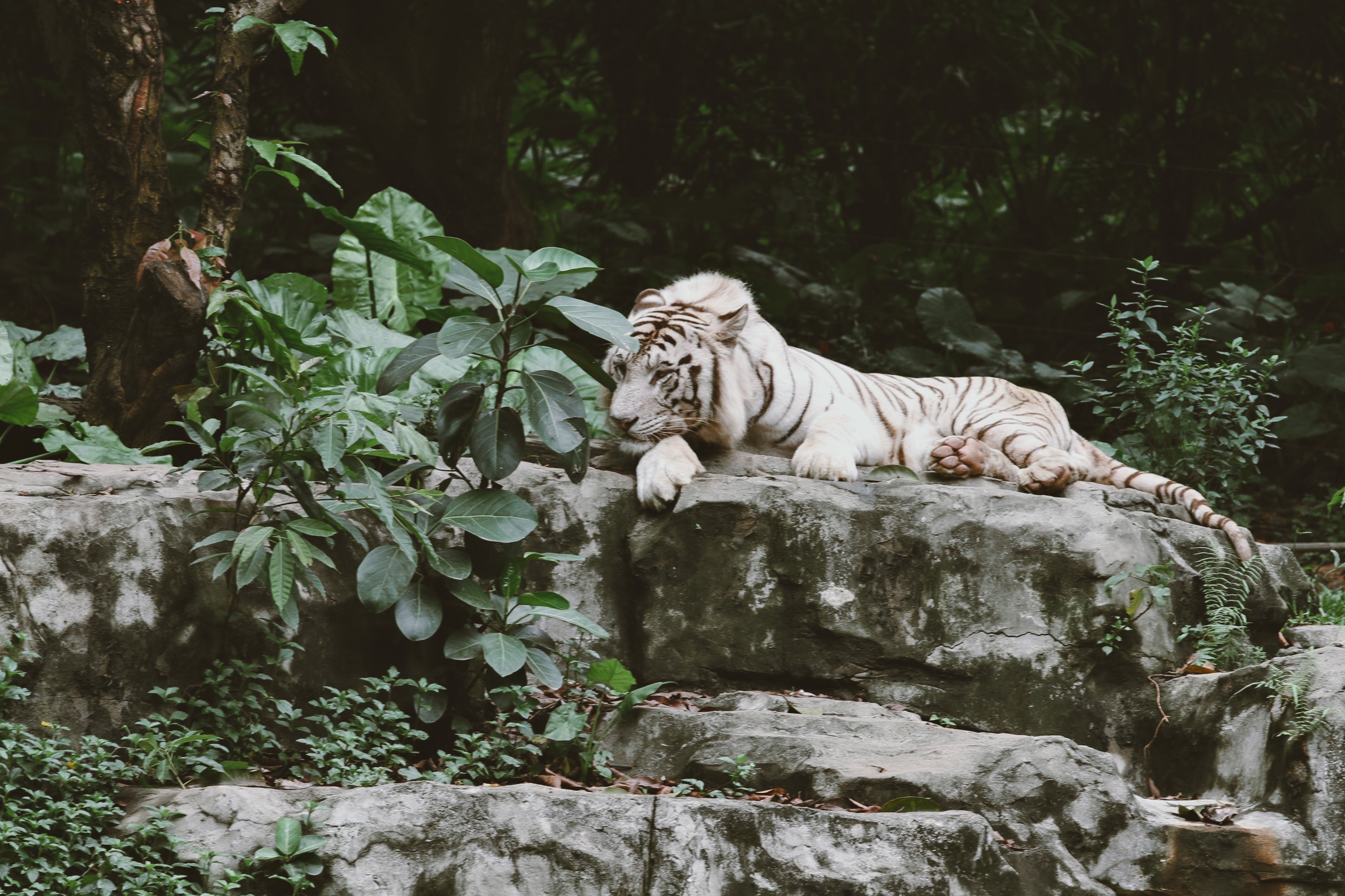 Foto profissional gratuita de ameaçado de extinção, animais selvagens ...