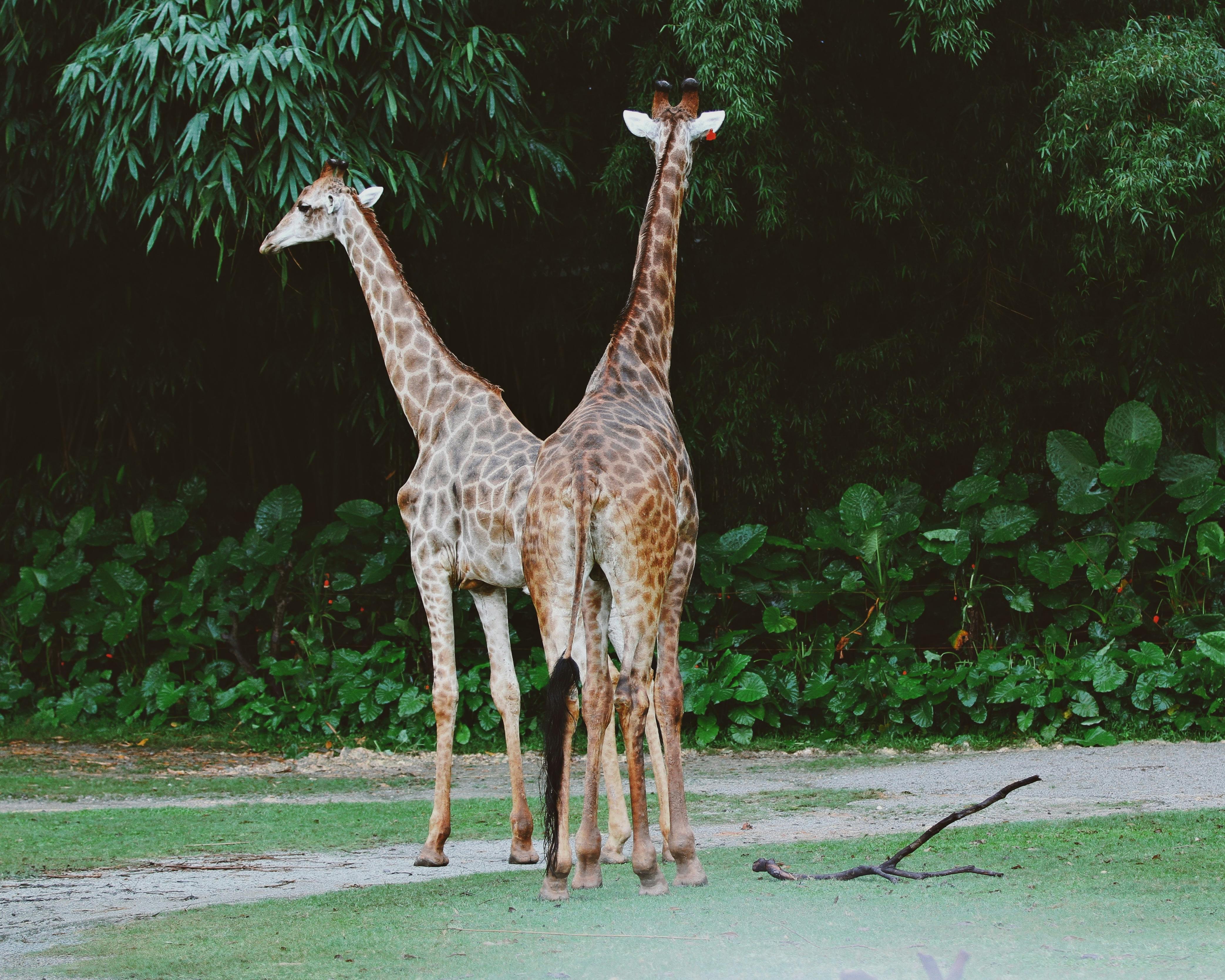 Giraffes Standing inside Zoo Enclosure · Free Stock Photo