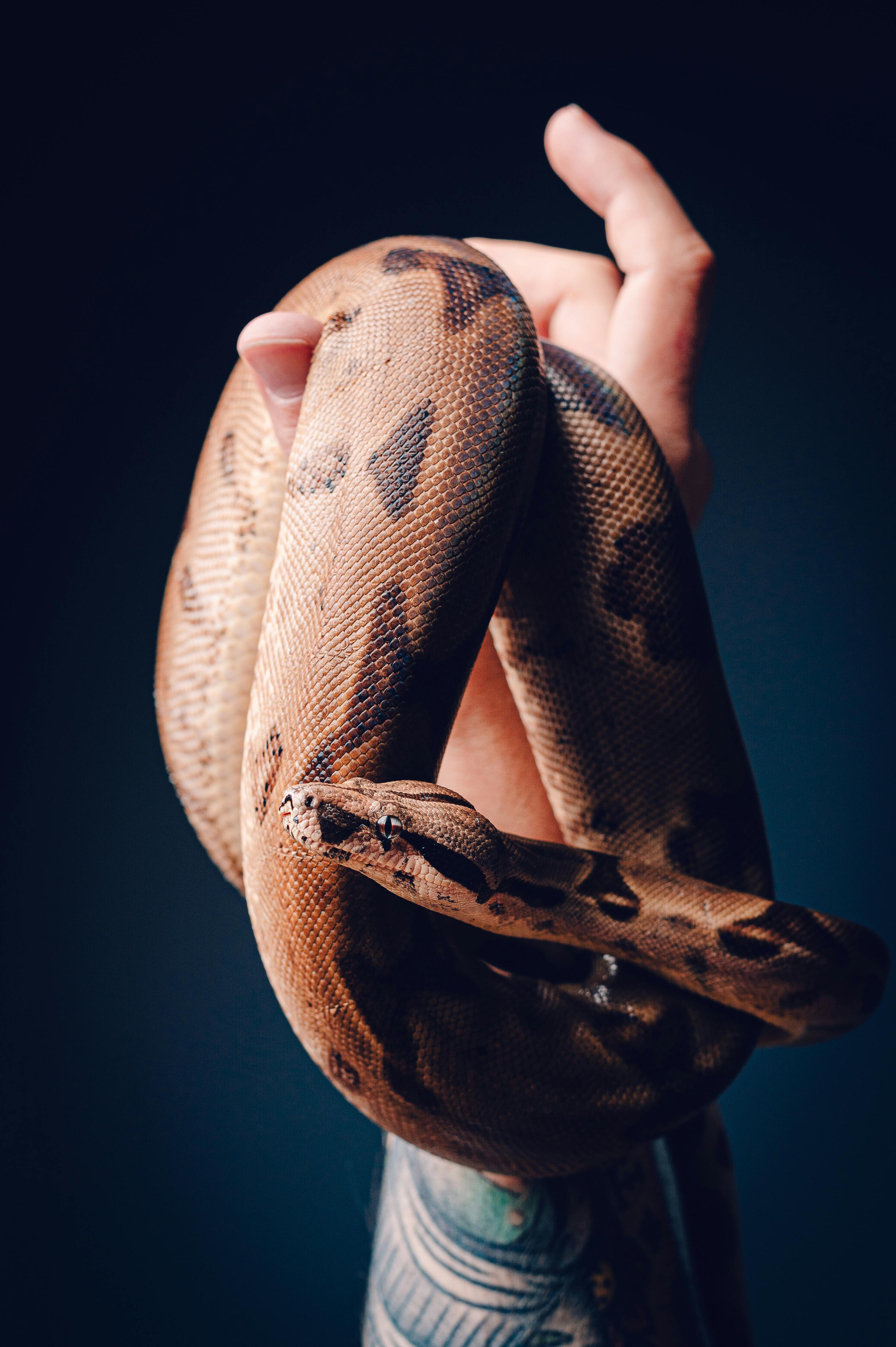 Boa Constrictor Schlange Auf Der Hand · Kostenloses Stock-Foto