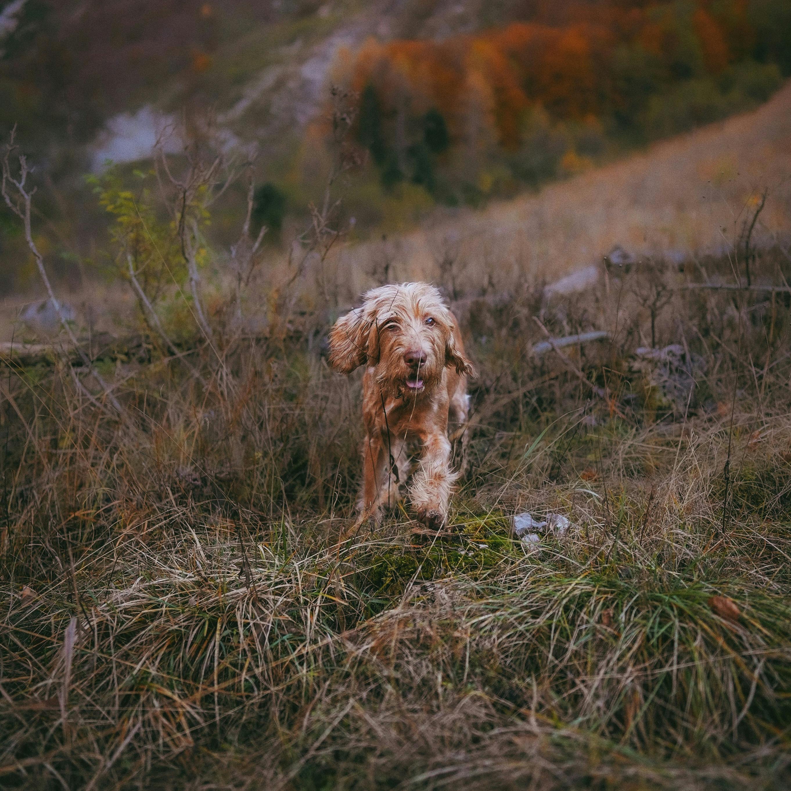 Wirehaired Vizsla Dog on Meadow · Free Stock Photo