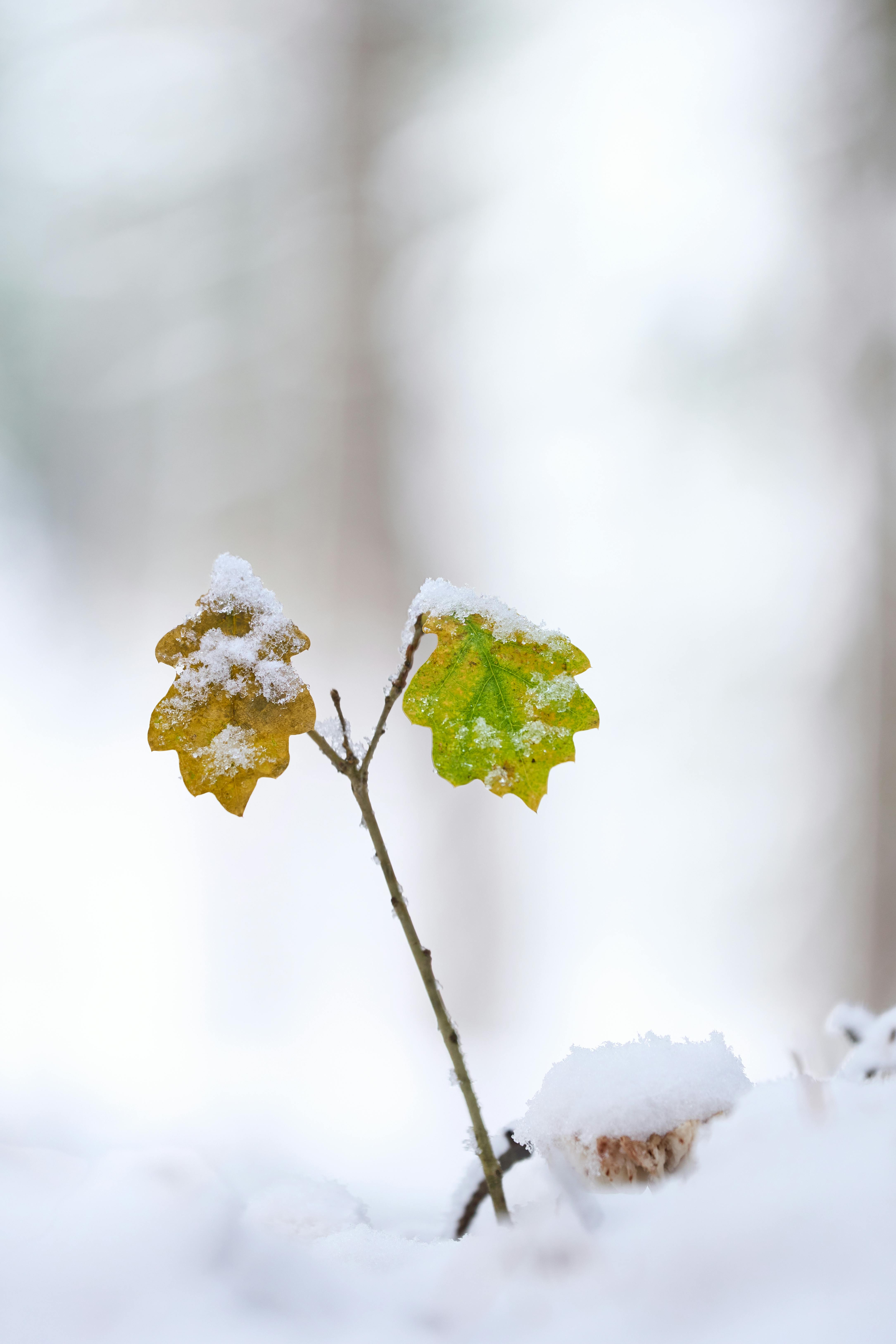 Maple Bucket Photos, Download The BEST Free Maple Bucket Stock Photos ...