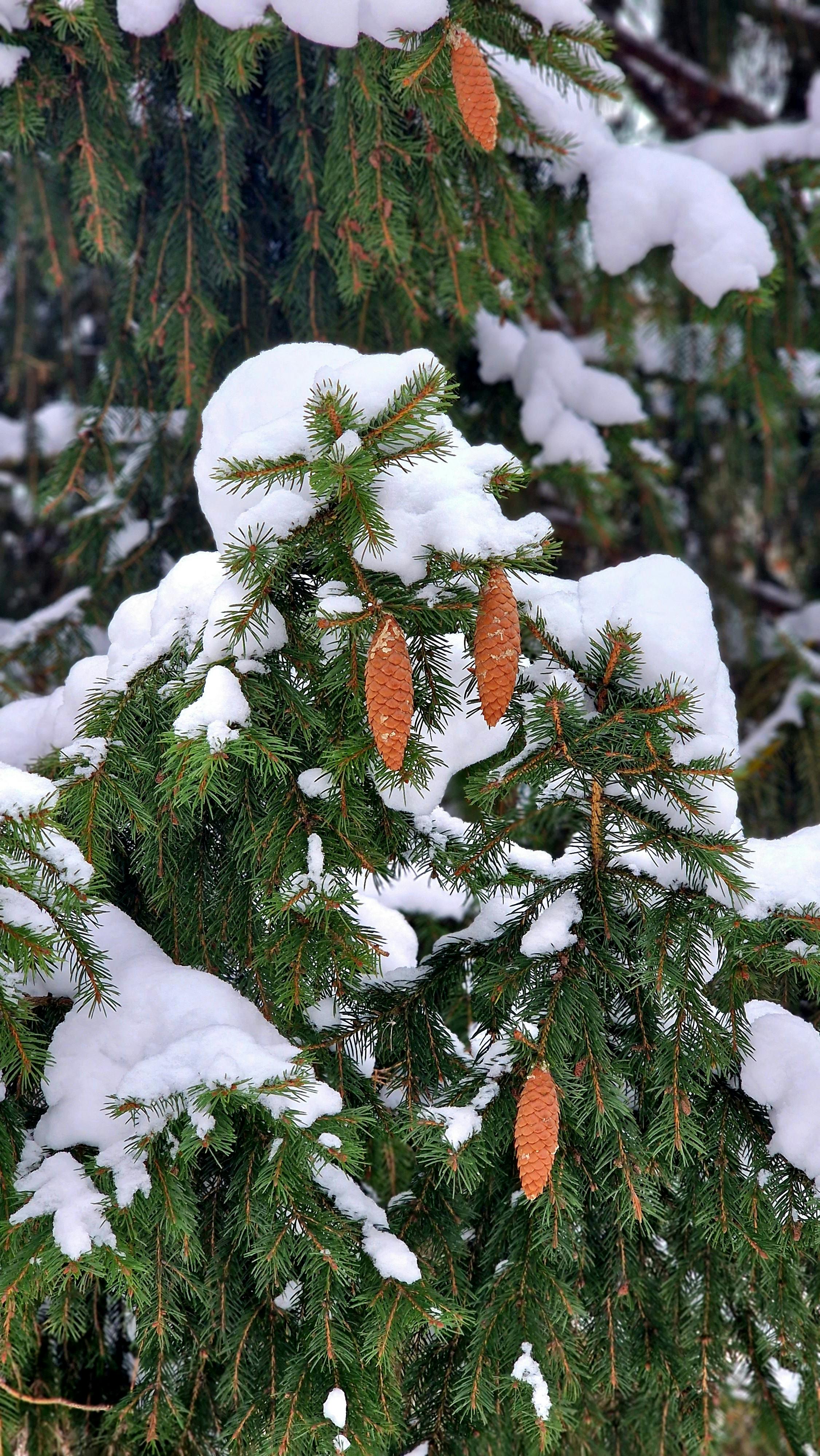 Acorns Hanging In A Tree · Free Stock Photo