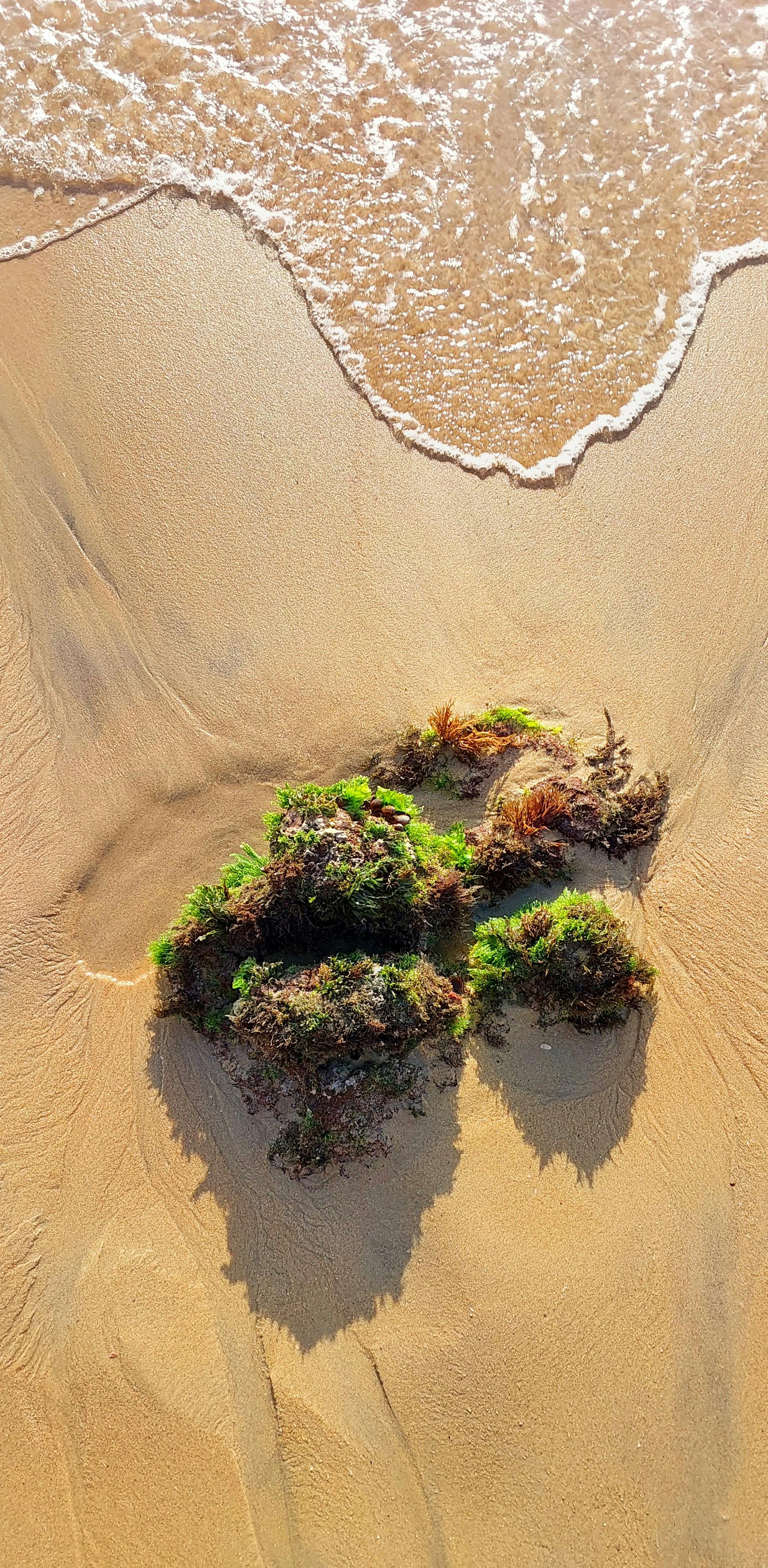 Seaweed and Sea Wave on Beach · Free Stock Photo