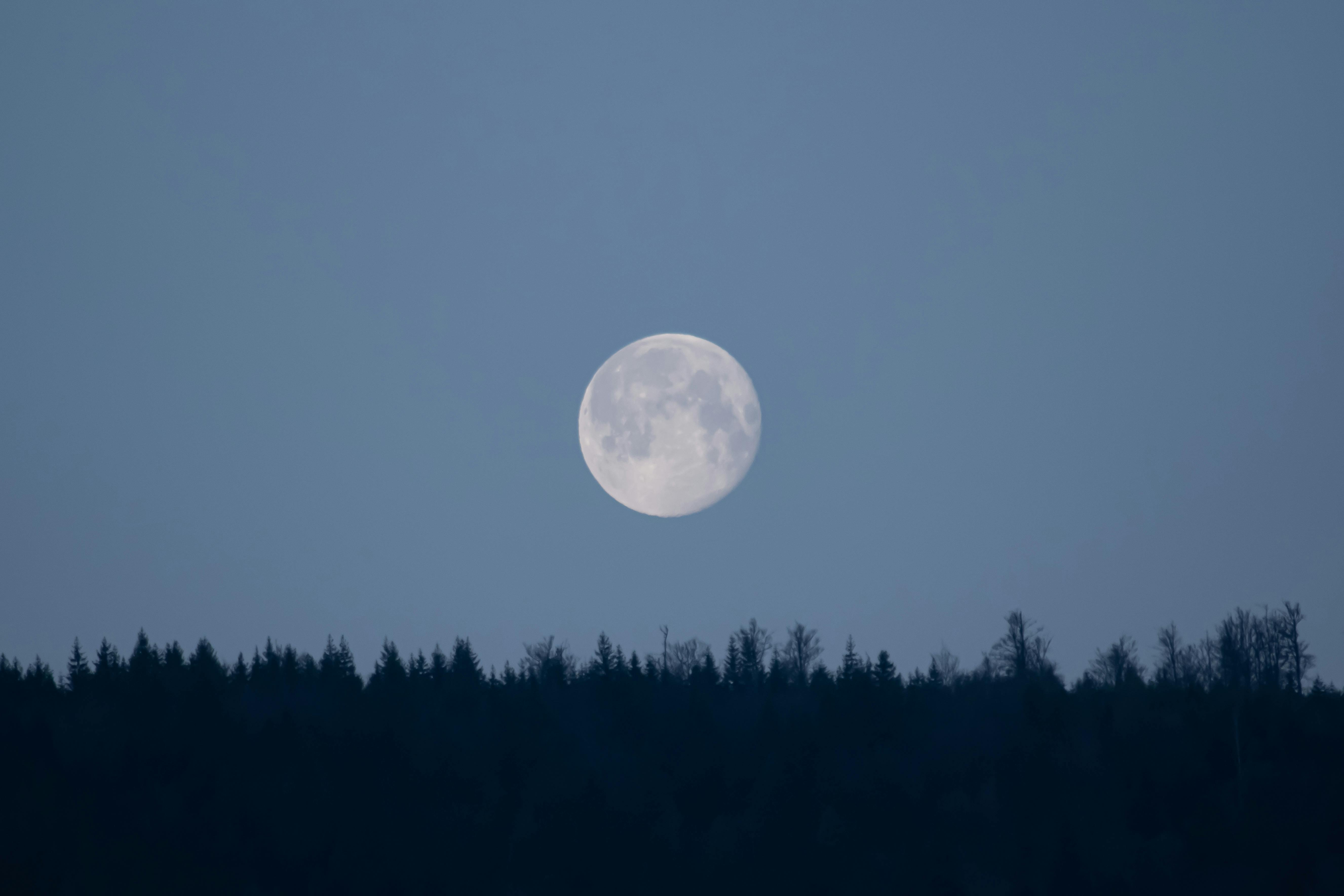 Full Moon over the Trees · Free Stock Photo