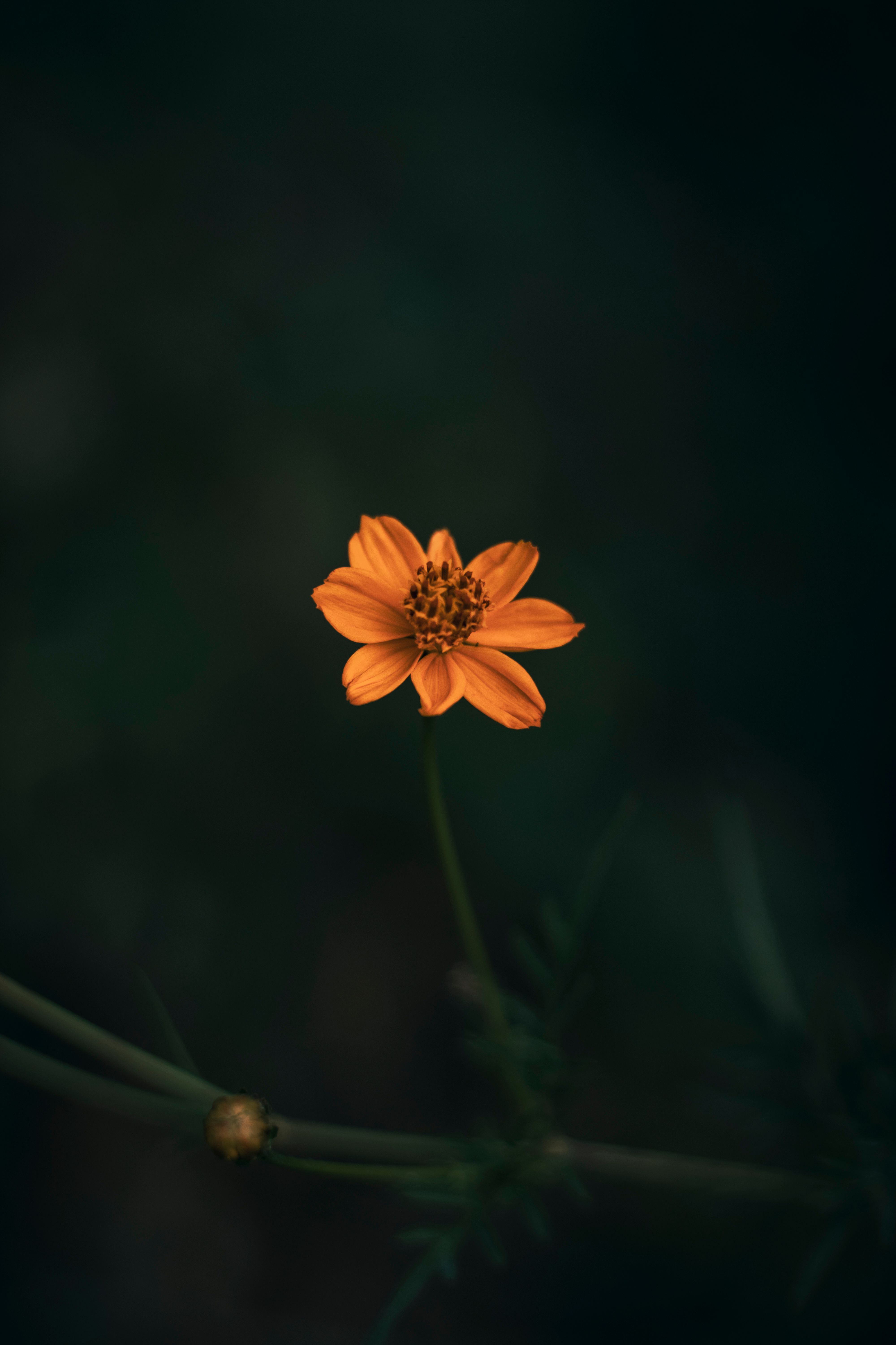 Ankit Bisht - Photography