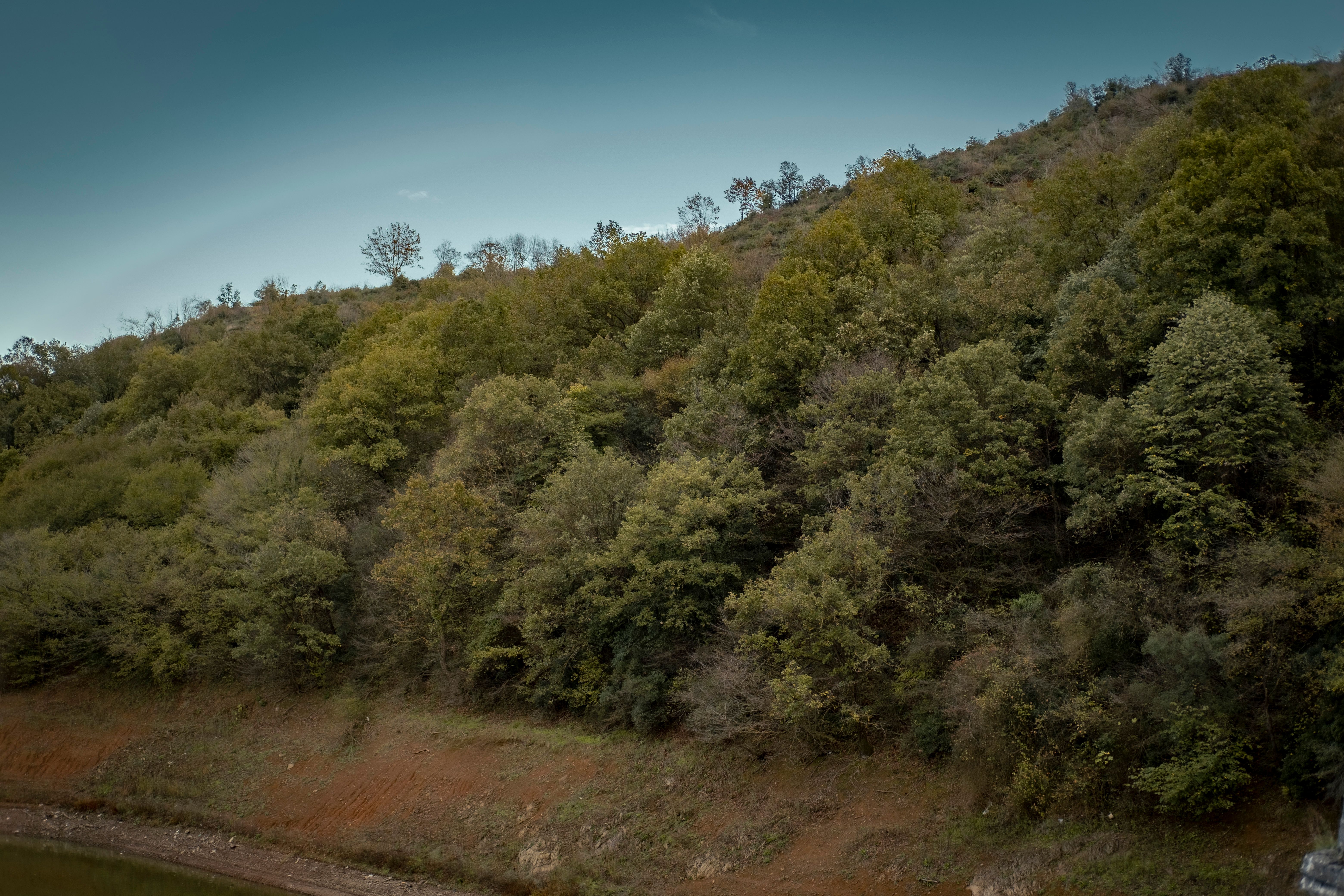 Trees on Steep Hill beside River · Free Stock Photo