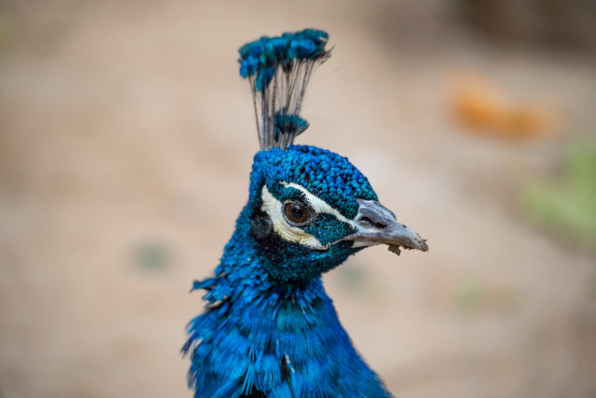 Peacocks Photos, Download The BEST Free Peacocks Stock Photos & HD Images