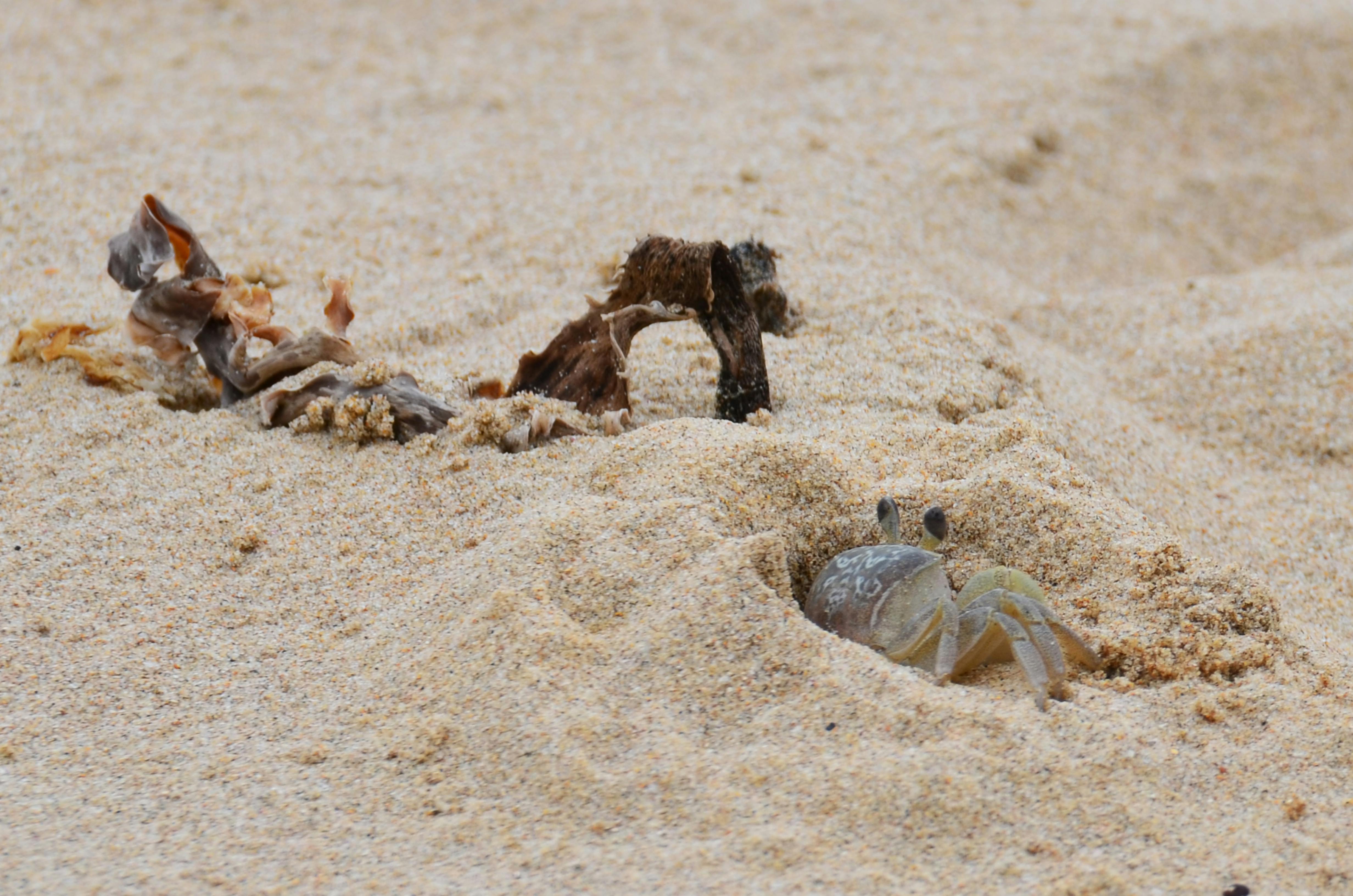 Free stock photo of crab, sand