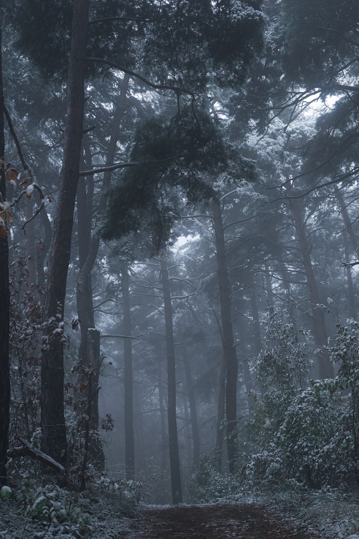 Fog? Photos, Download The BEST Free Fog? Stock Photos & HD Images