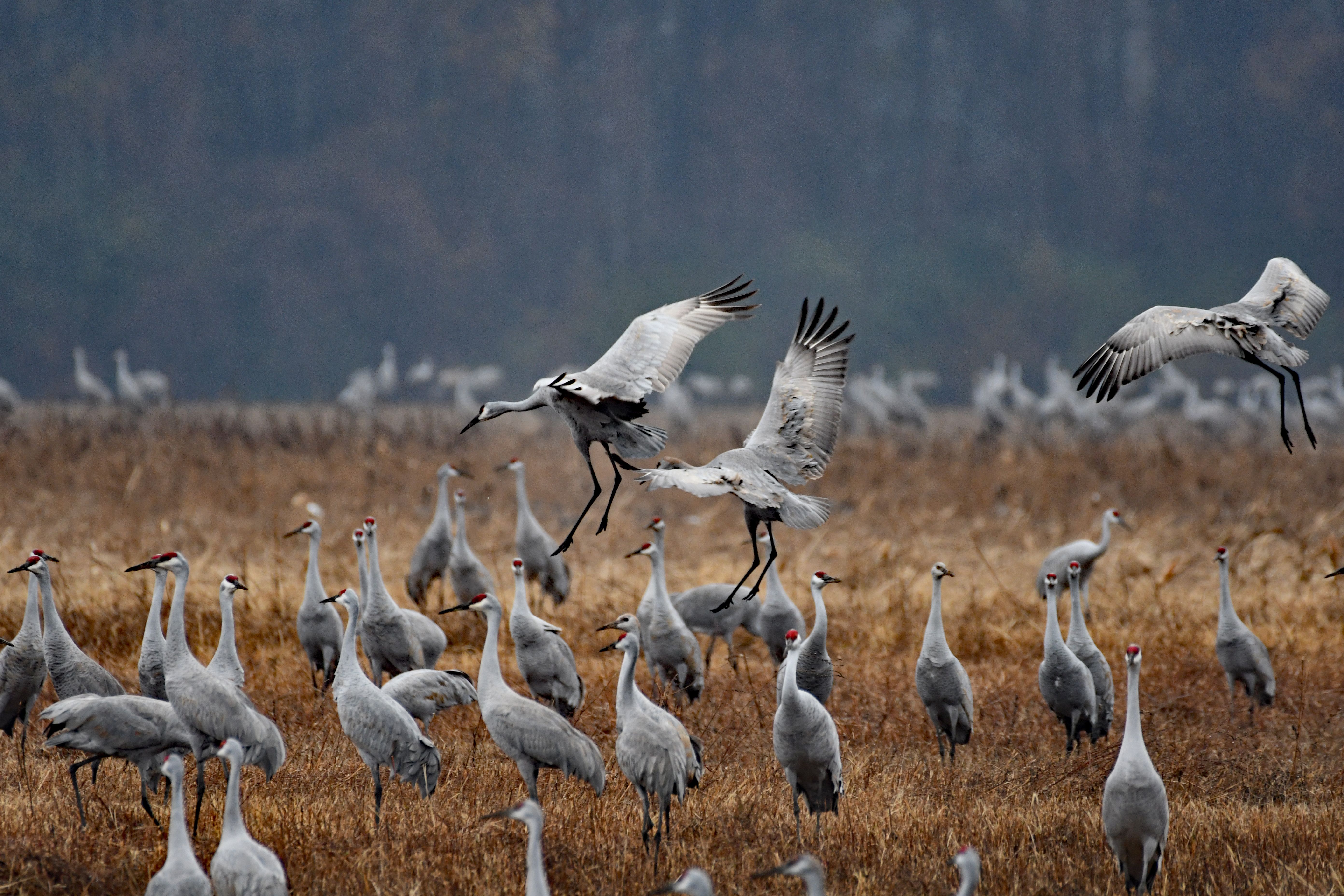 American Cranes Photos, Download The BEST Free American Cranes Stock ...