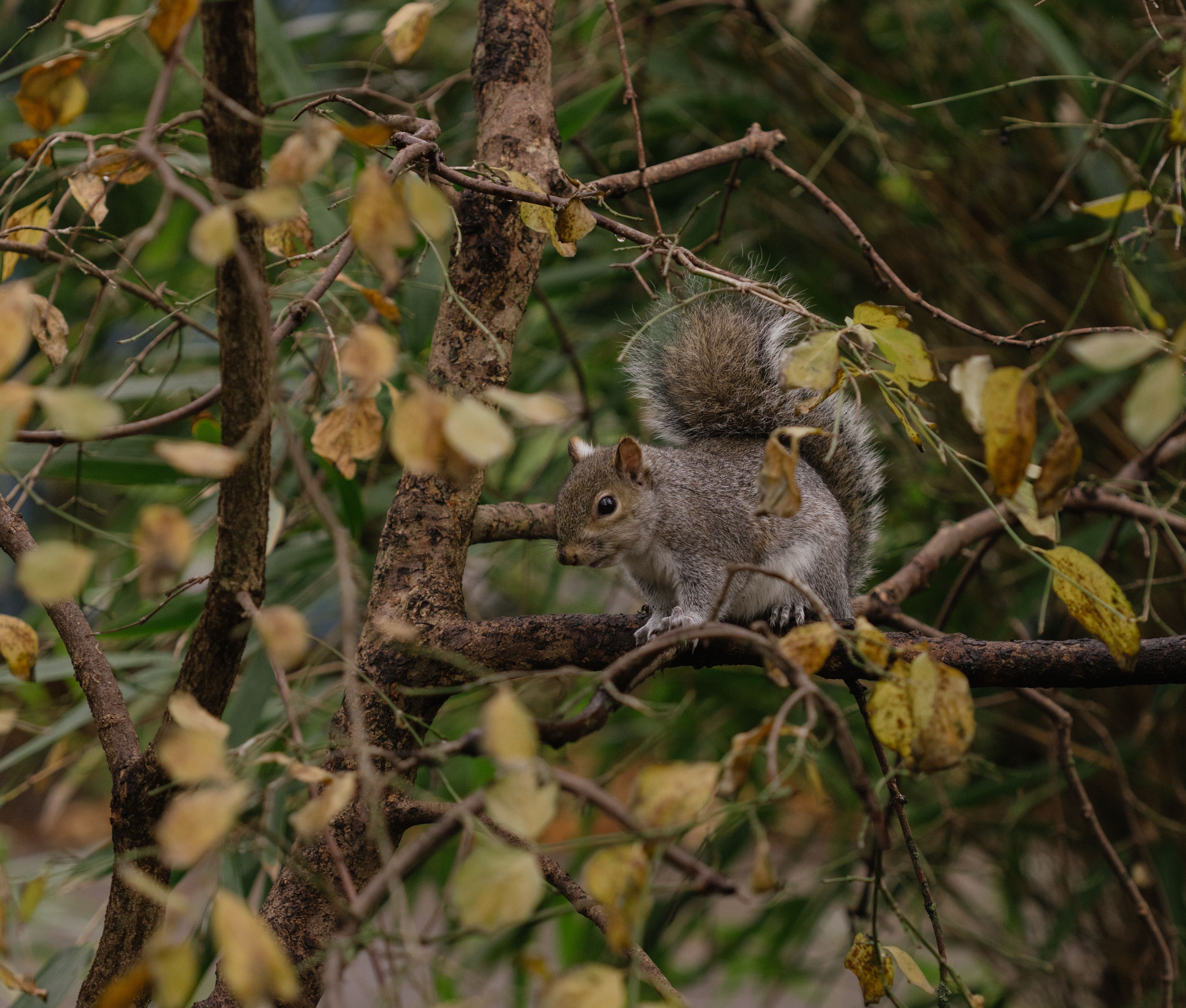 Squirrel on Tree in Autumn · Free Stock Photo