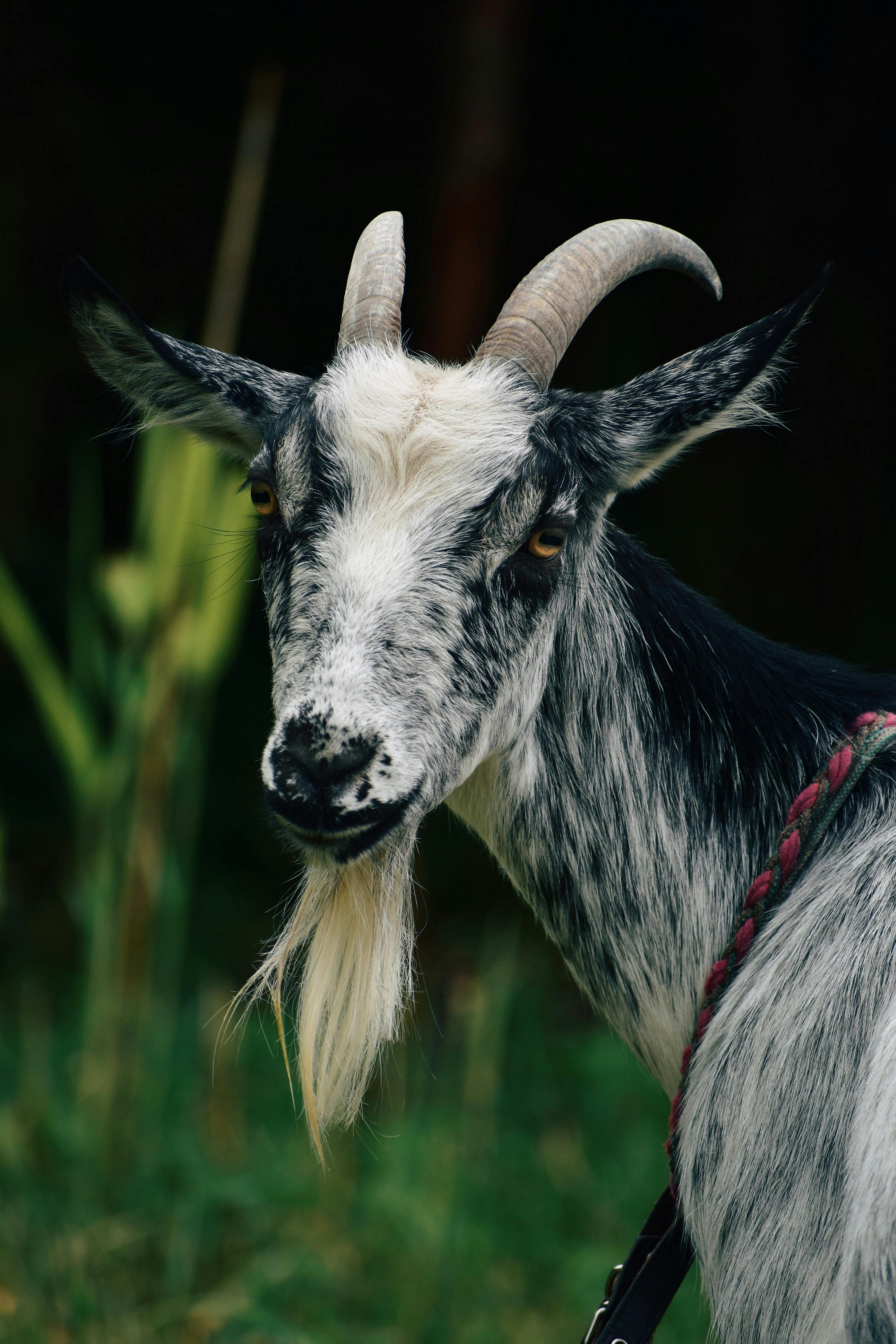 Close up of Goat · Free Stock Photo