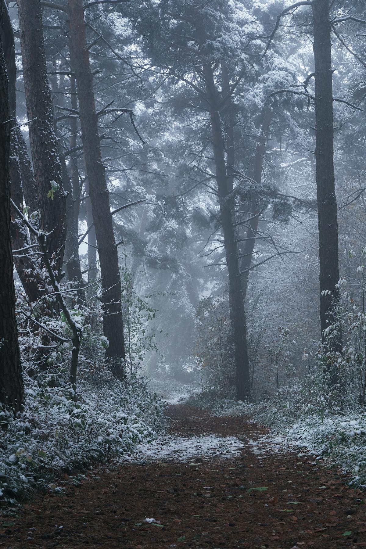 Icey Path Photos, Download The BEST Free Icey Path Stock Photos & HD Images