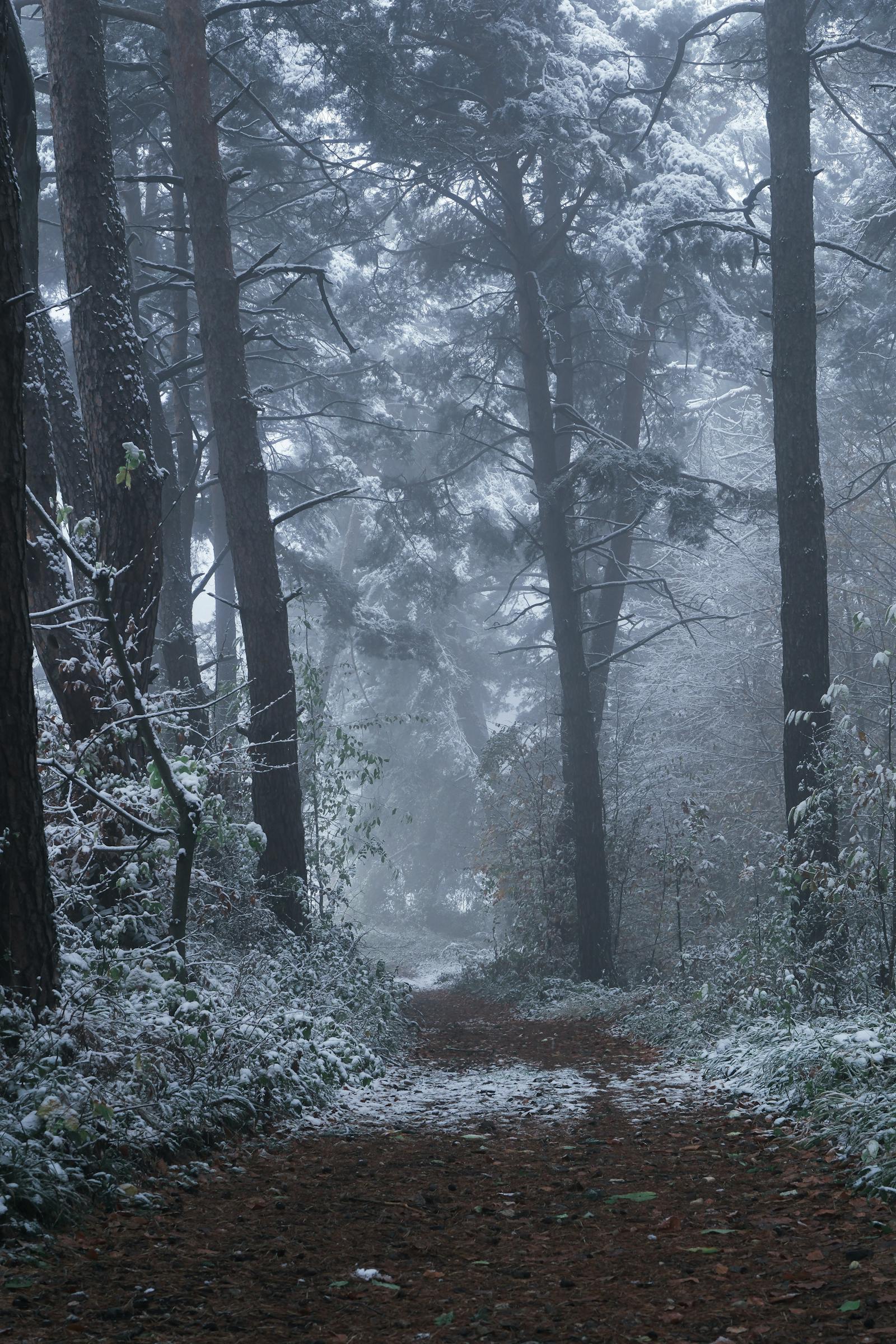 Icey Path Photos, Download The BEST Free Icey Path Stock Photos & HD Images