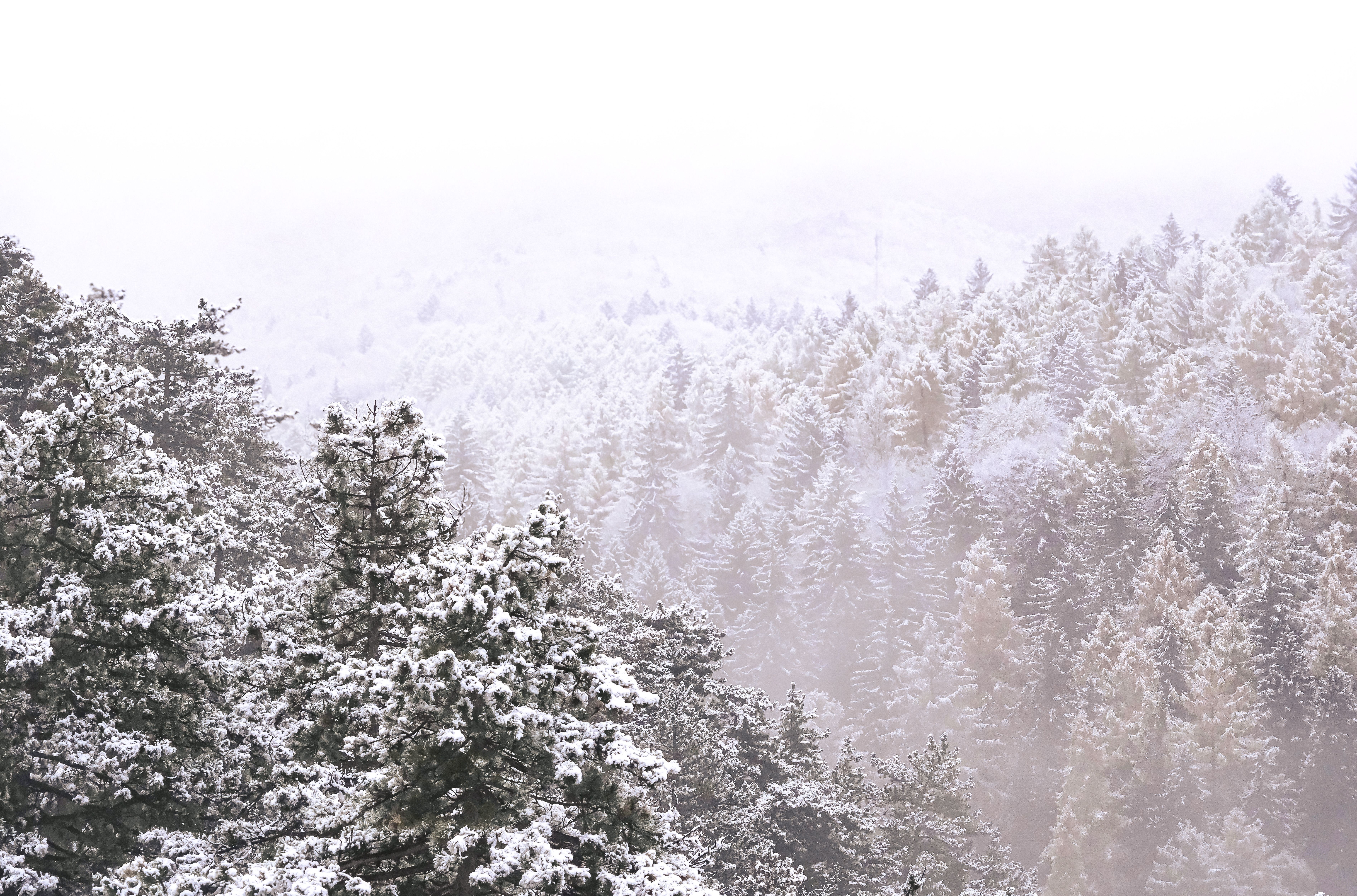 Evergreen Forest in Winter · Free Stock Photo