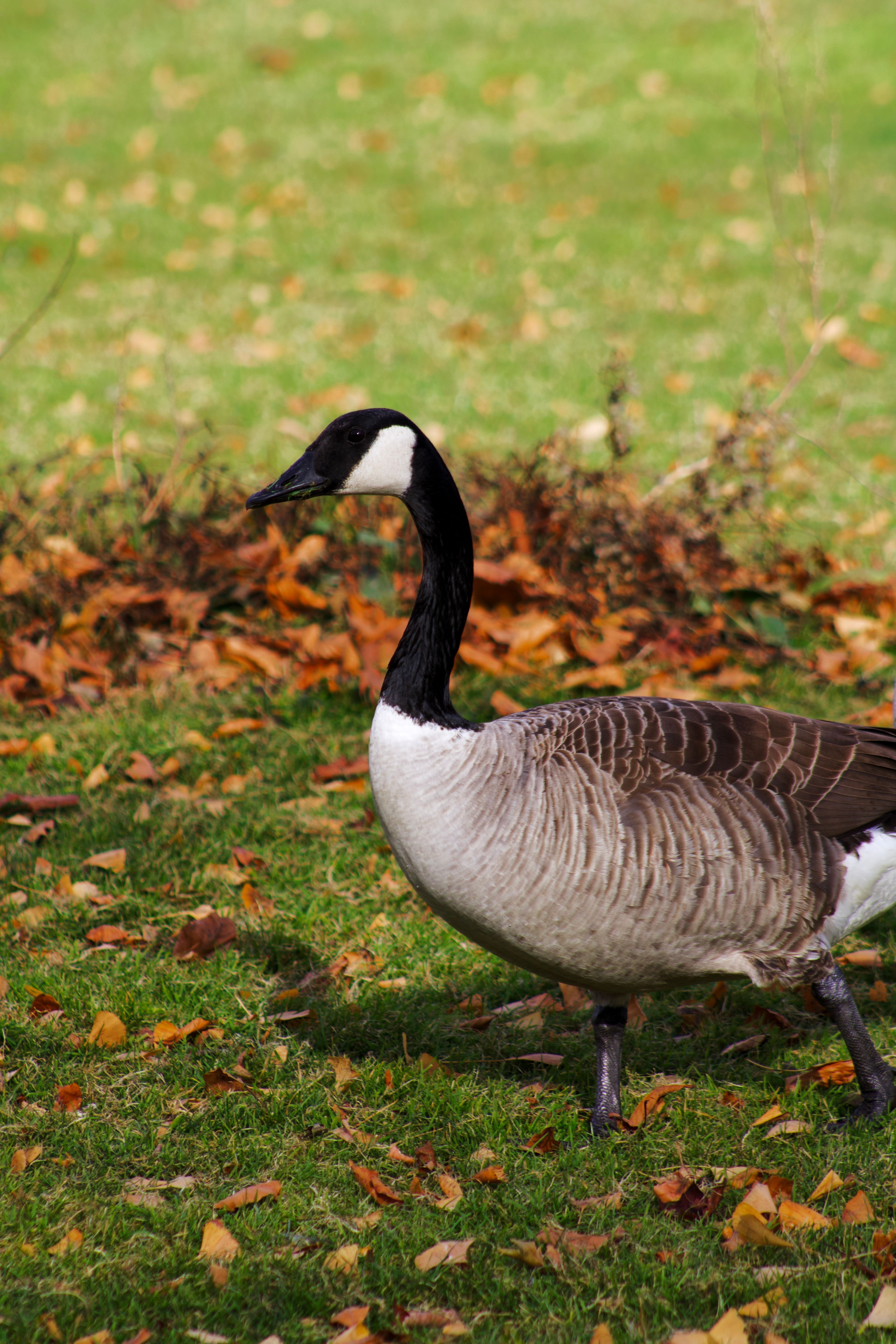 A Canada Goose Walking on the Grass · Free Stock Photo