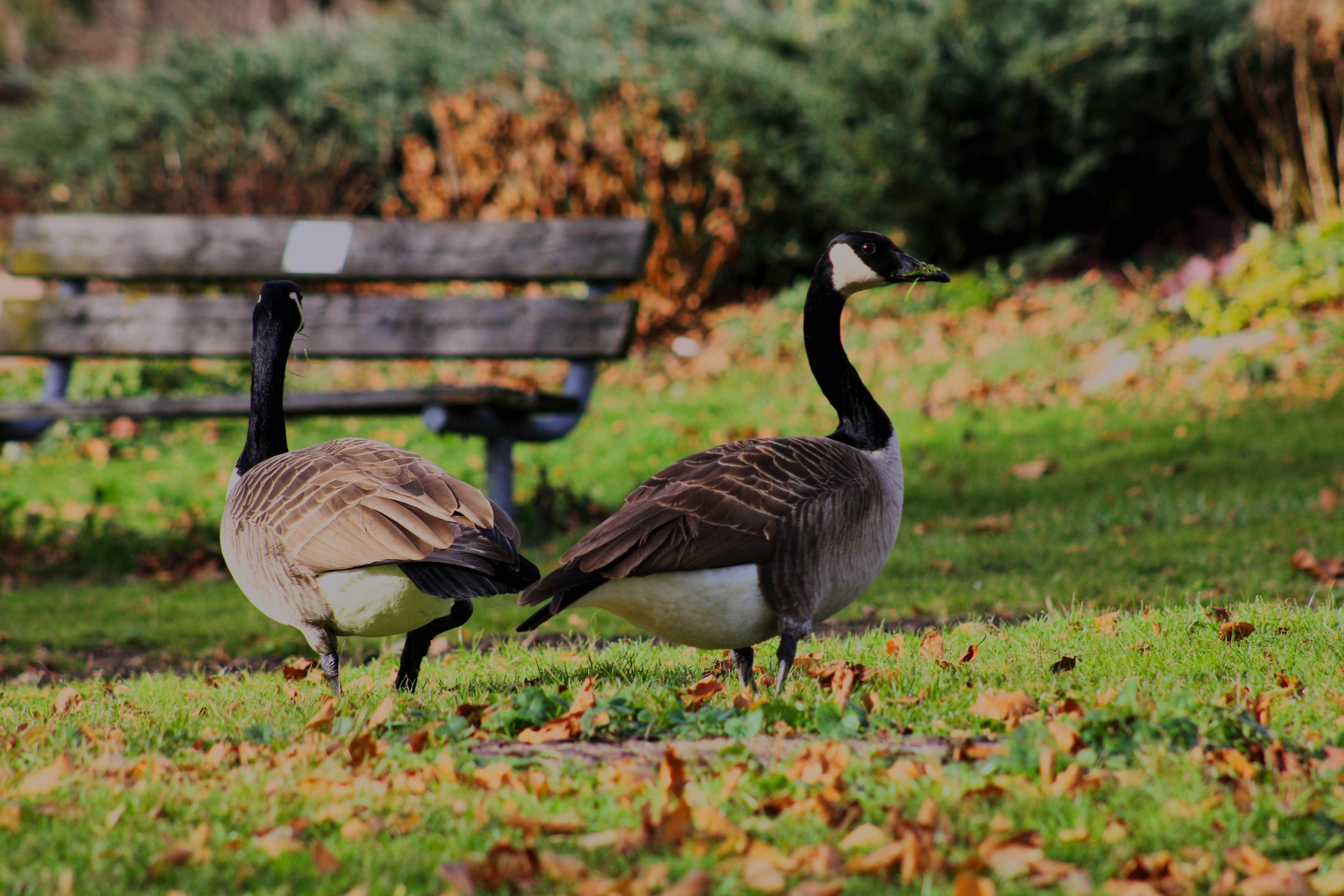 Geese in a Park in Autumn · Free Stock Photo