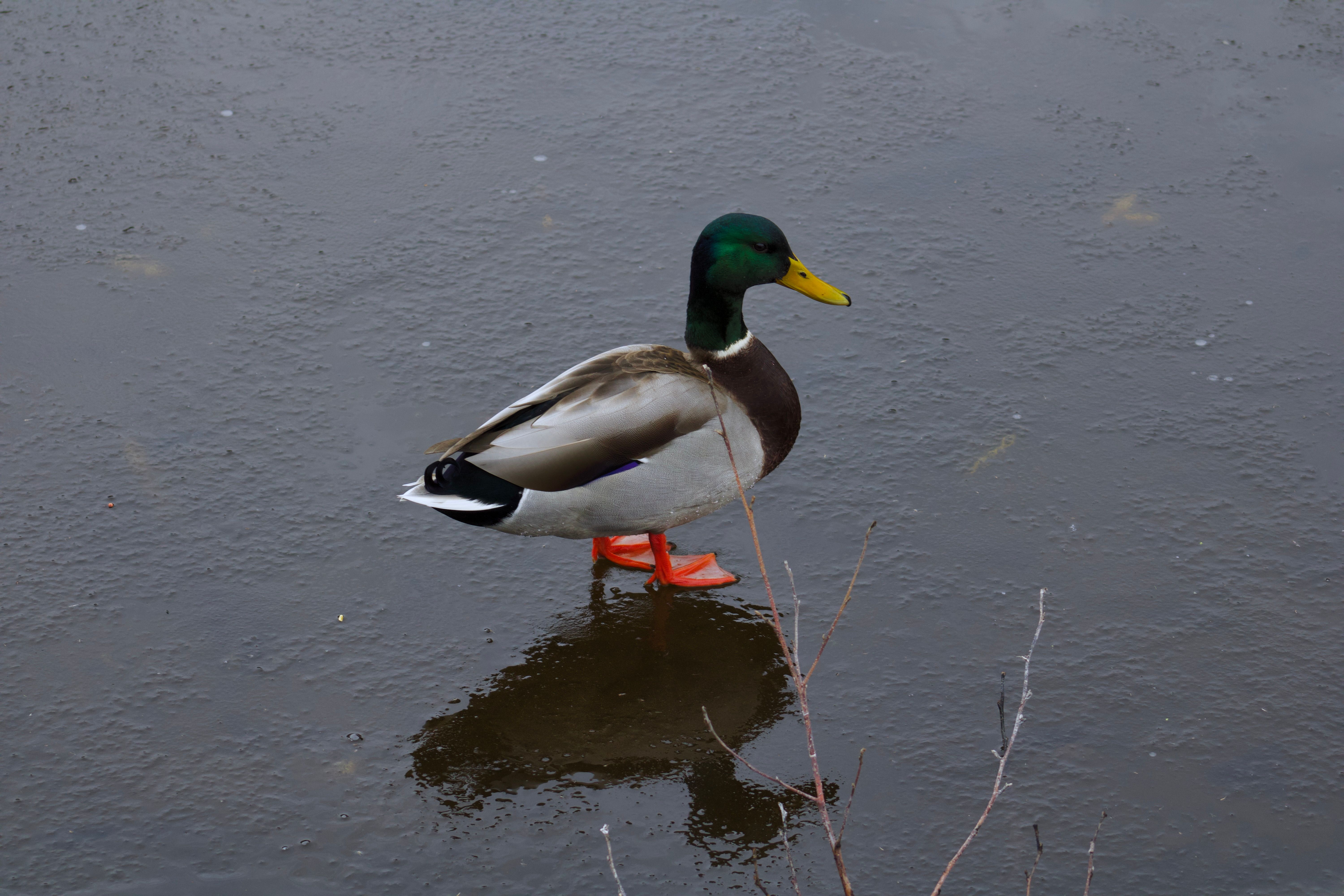 A Duck Sitting on a Frozen Body of Water · Free Stock Photo
