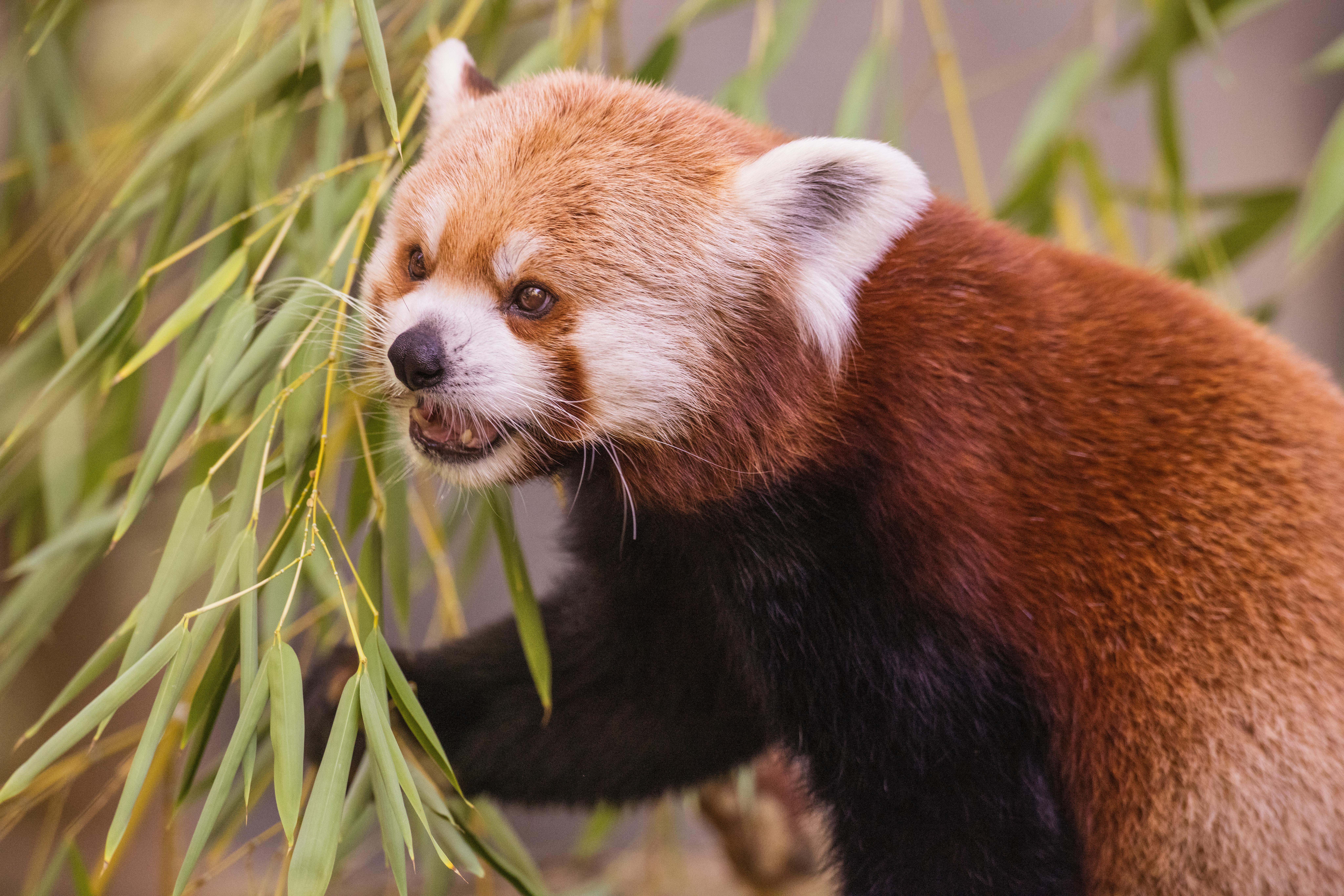 Close-up of a Red Panda Showing Its Teeth · Free Stock Photo