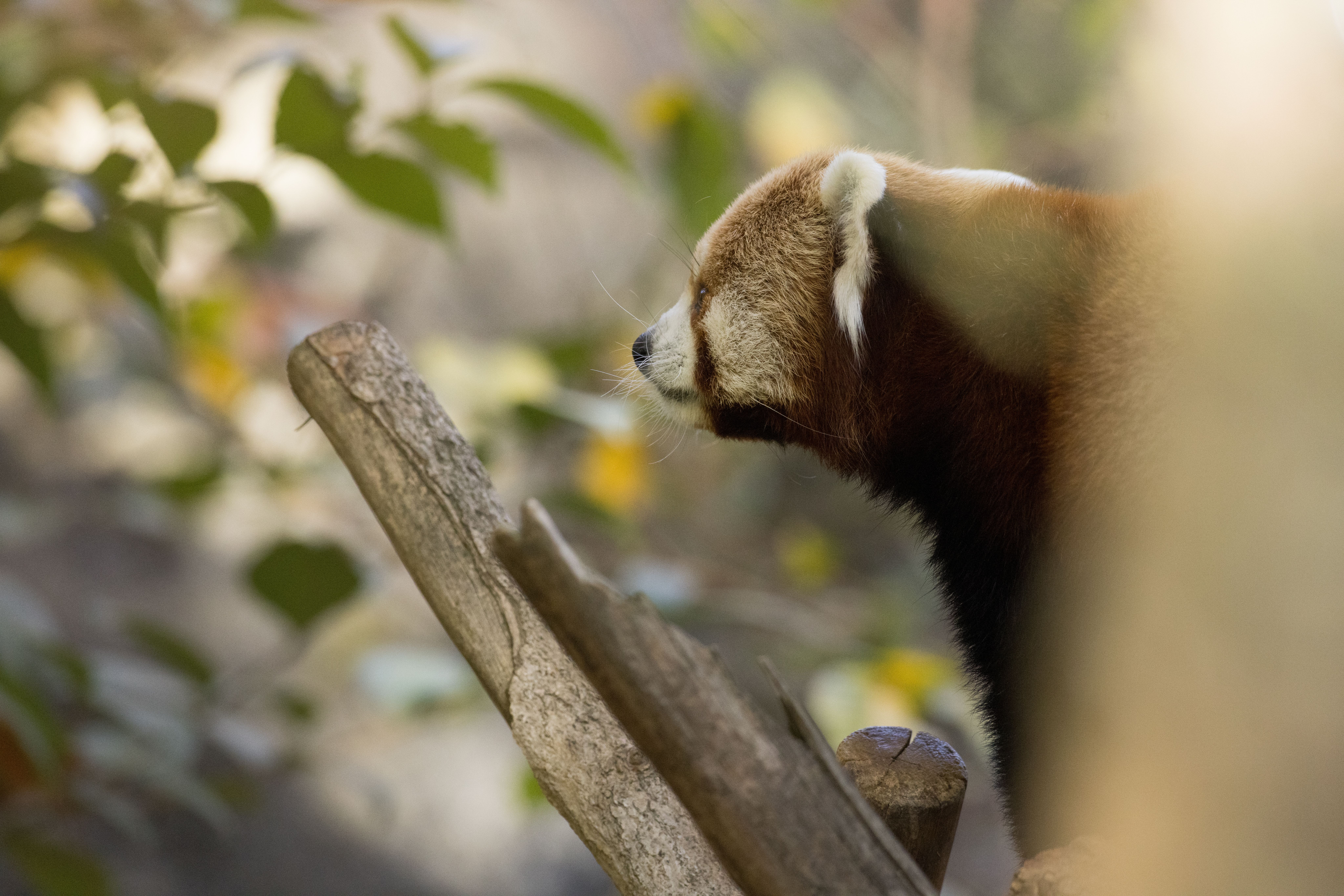 Furry Red Panda · Free Stock Photo