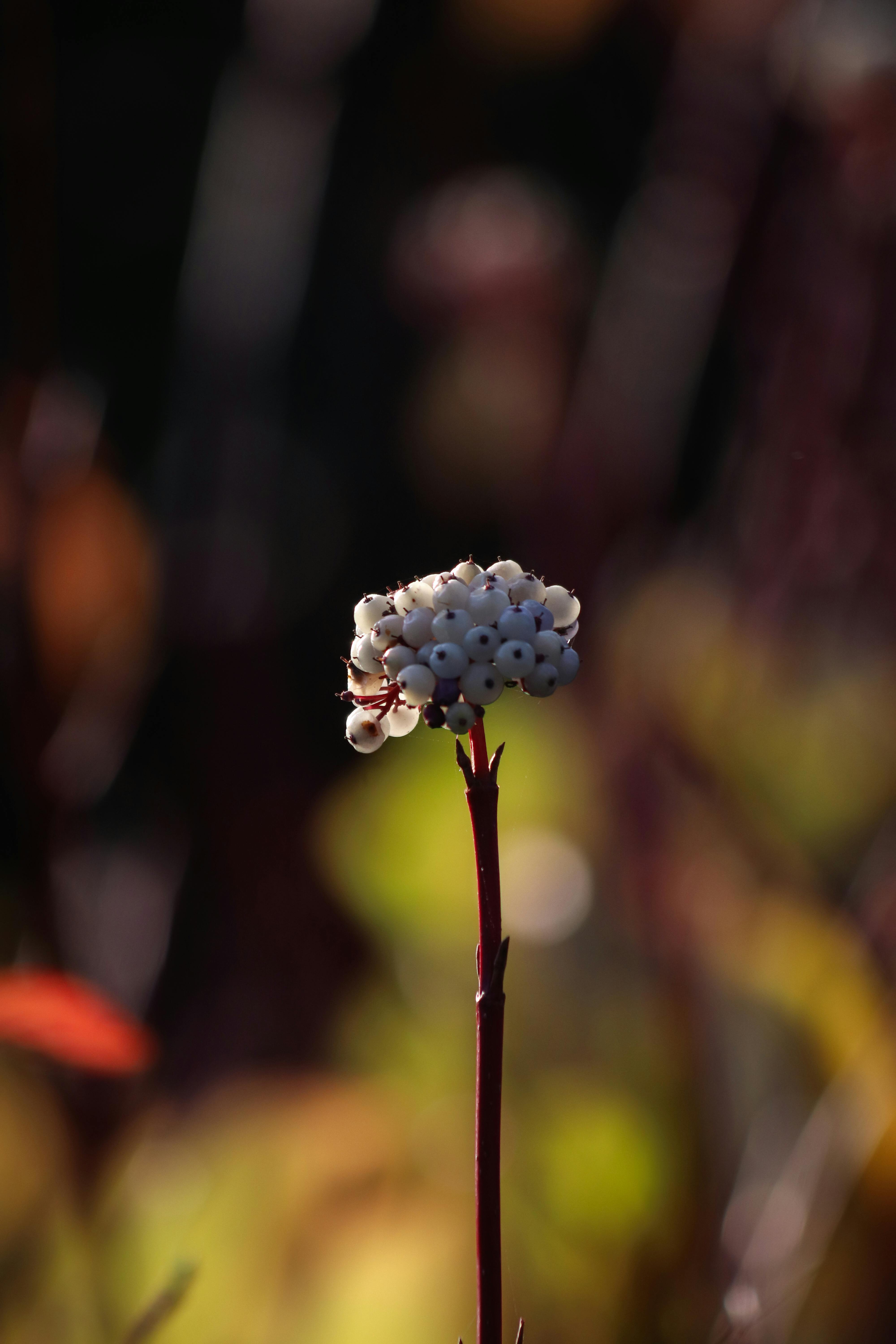 Small Flower White Background Free | Best Flower Site