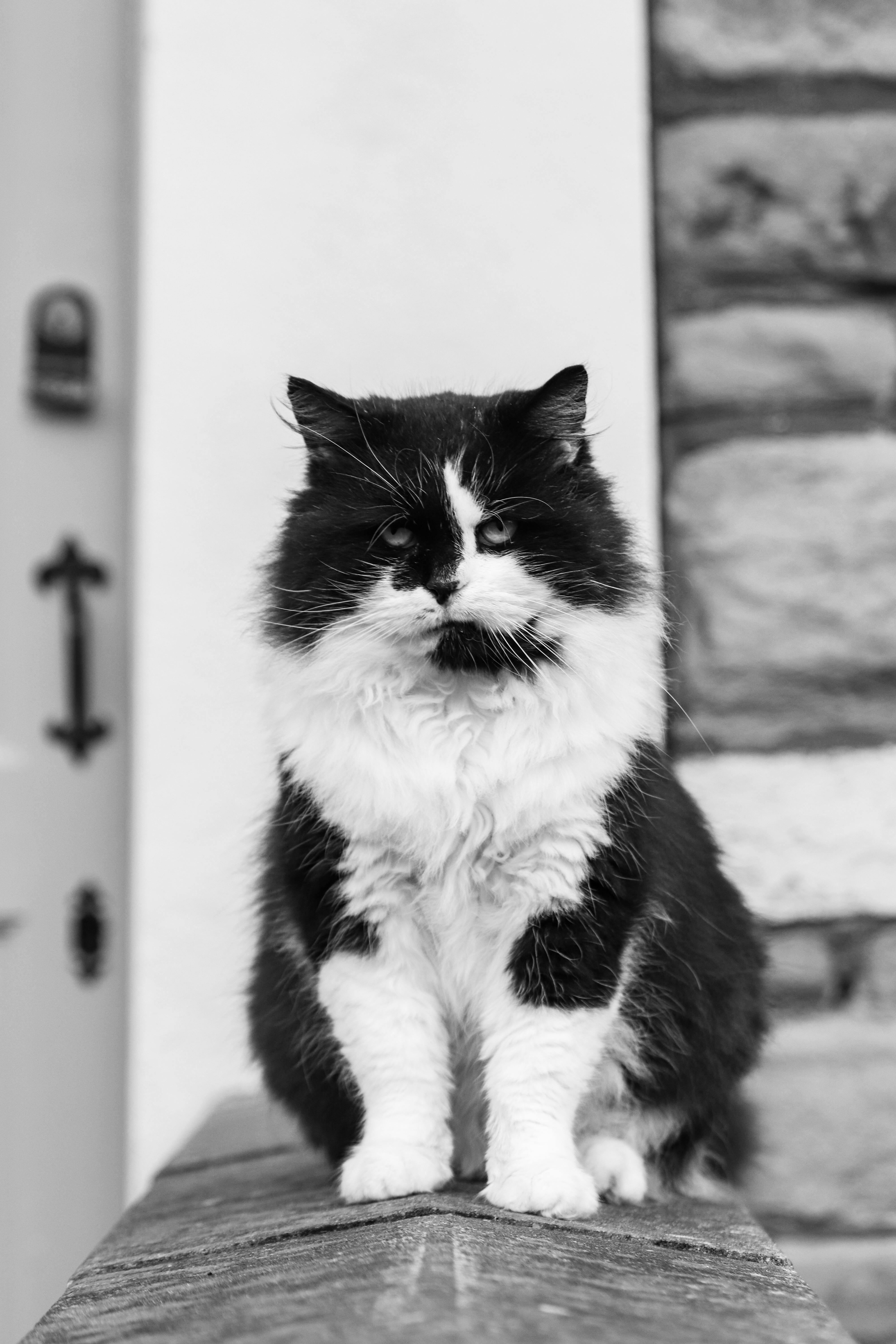 Cute Header Photos, Download The BEST Free Cute Header Stock Photos ...