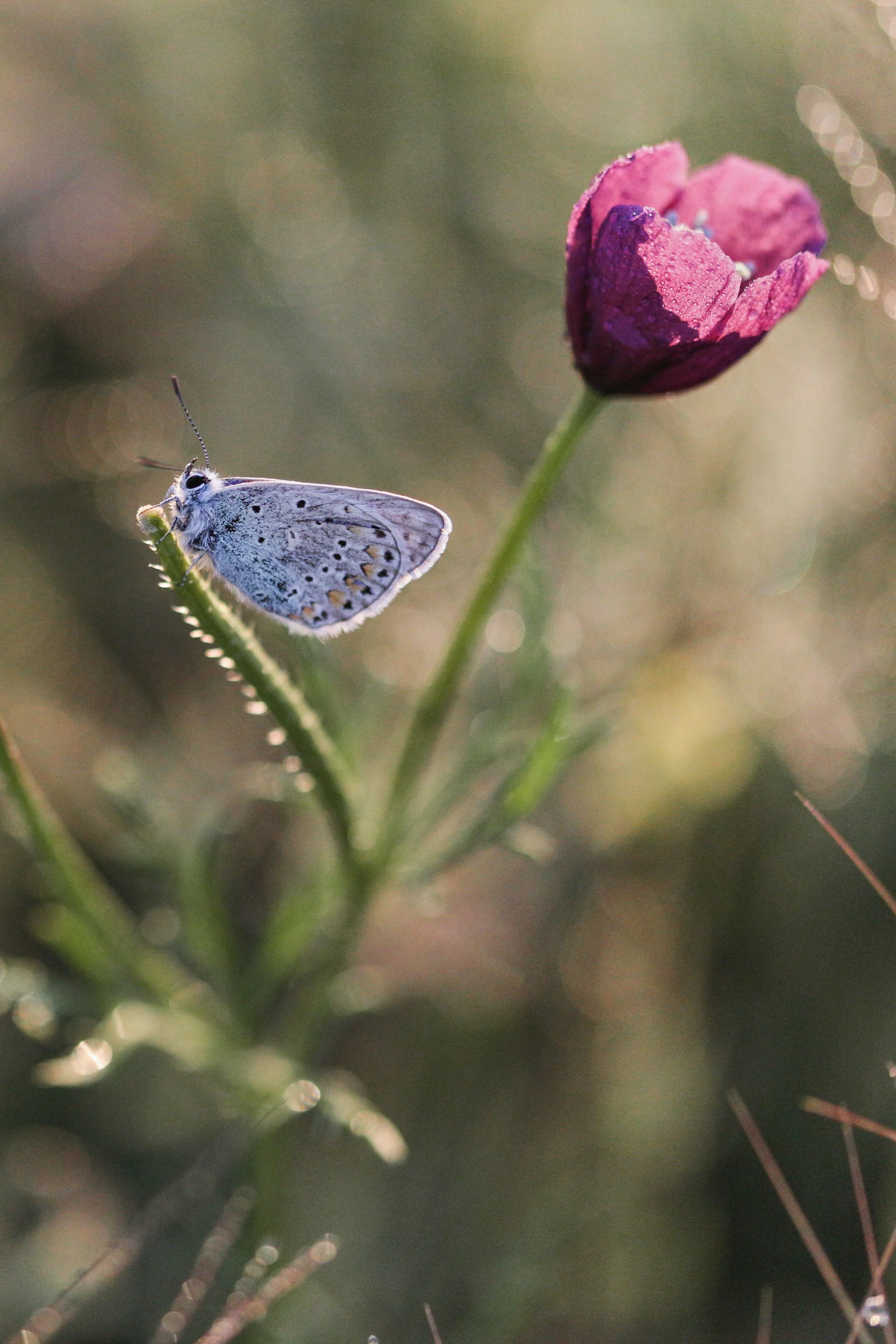 Close-up of a Butterfly Sitting on a Poppy · Free Stock Photo