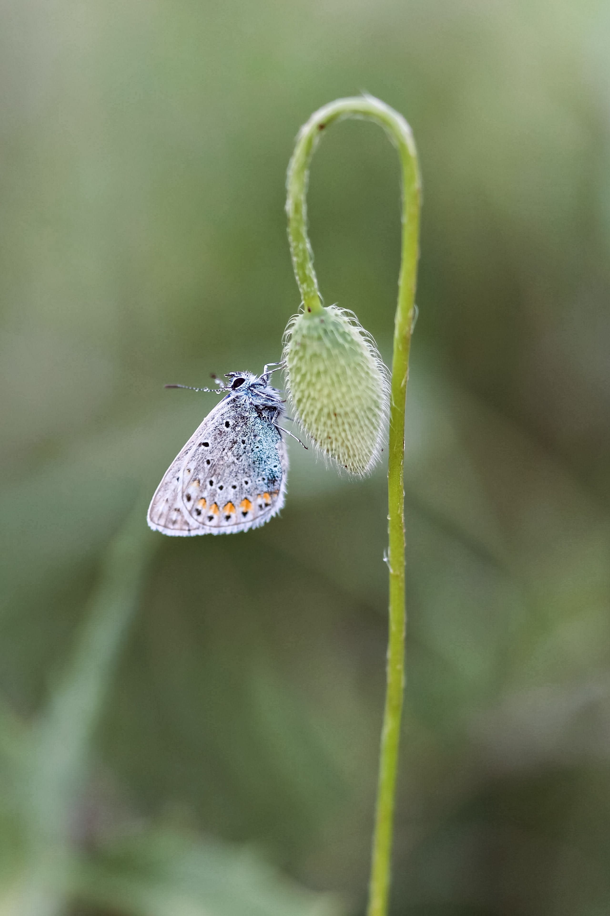 Moths Photos, Download The BEST Free Moths Stock Photos & HD Images