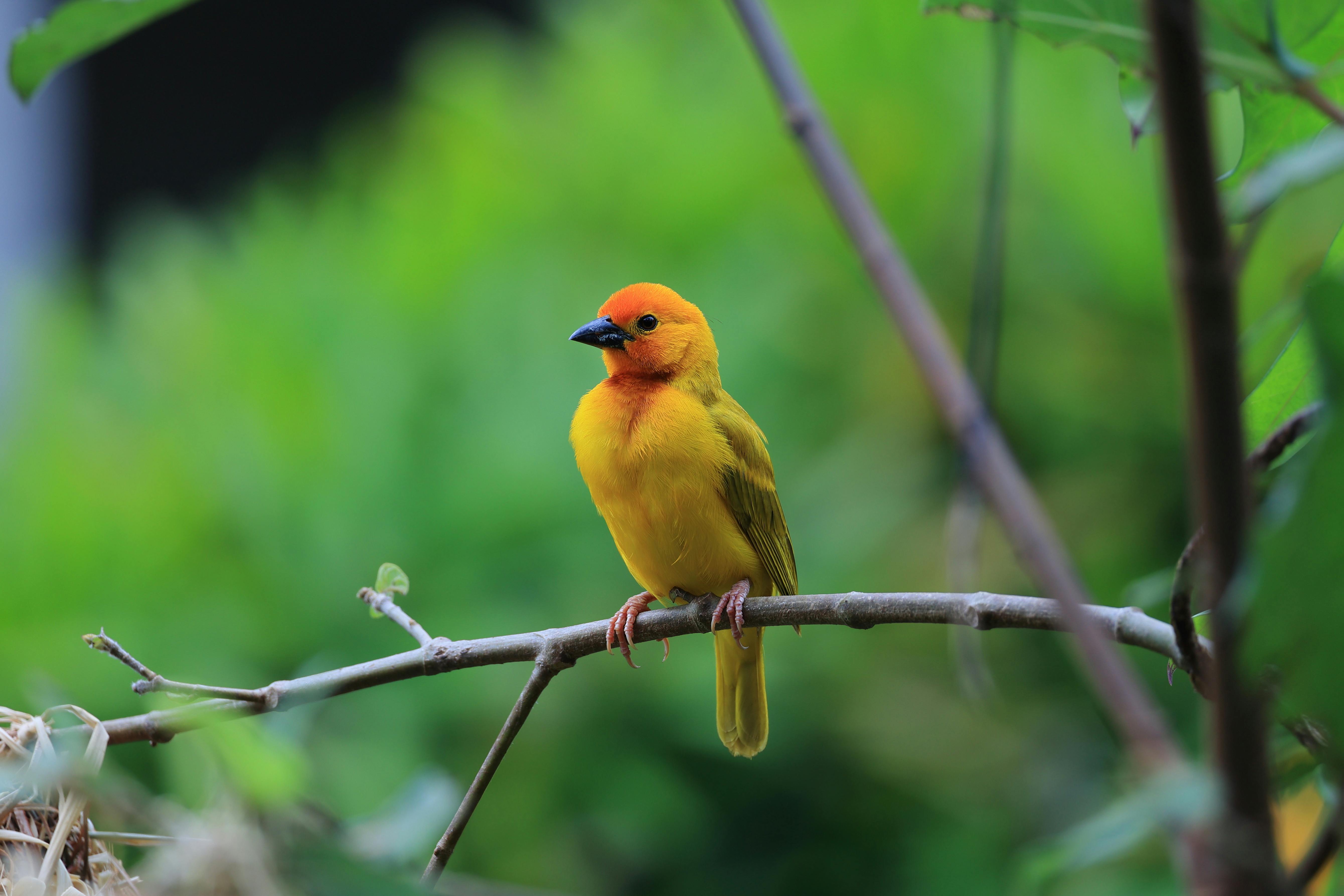 Kostenloses Foto zum Thema: african wildlife, afrika, afrikanischer ...