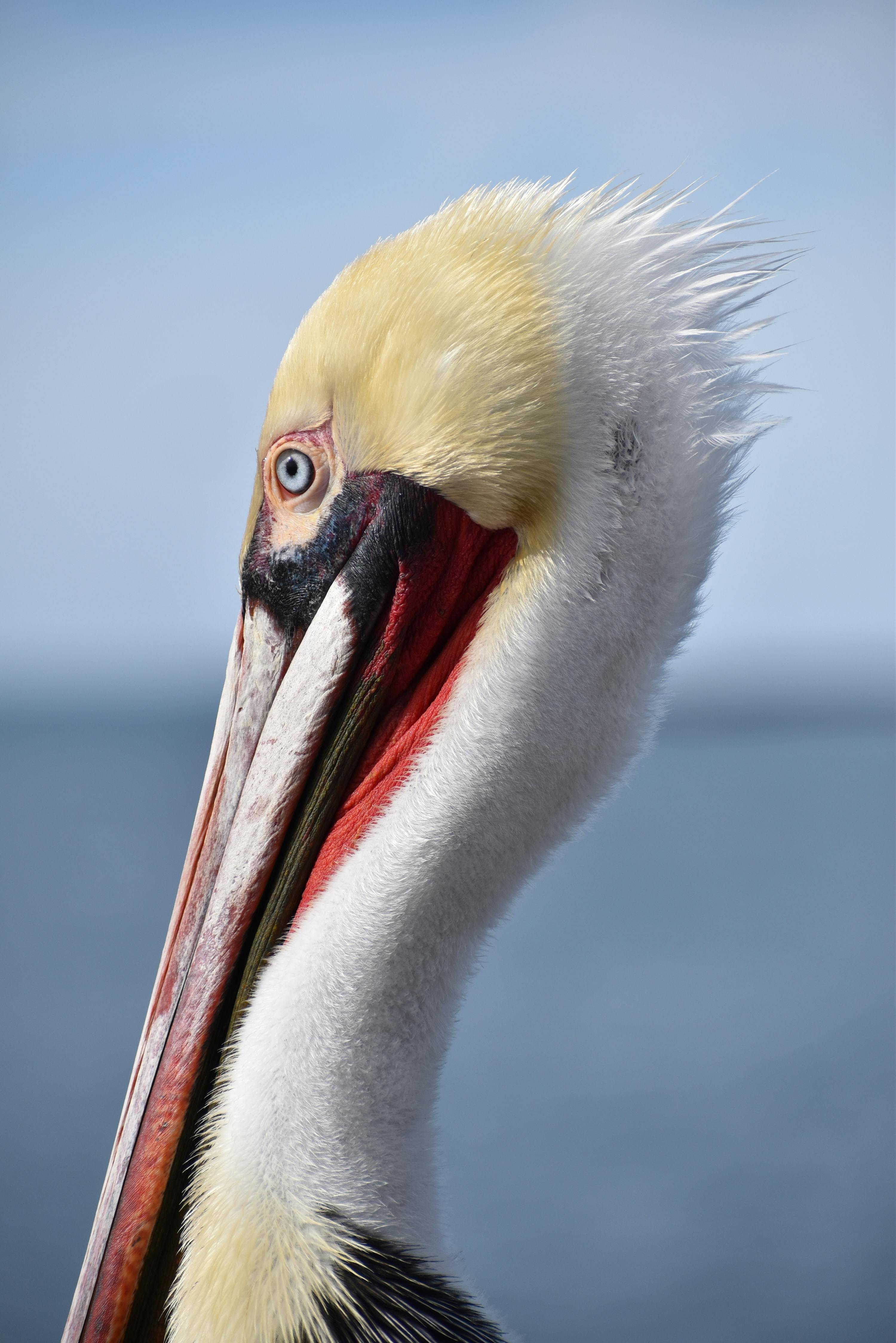 Handshake Beak Photos, Download The BEST Free Handshake Beak Stock ...