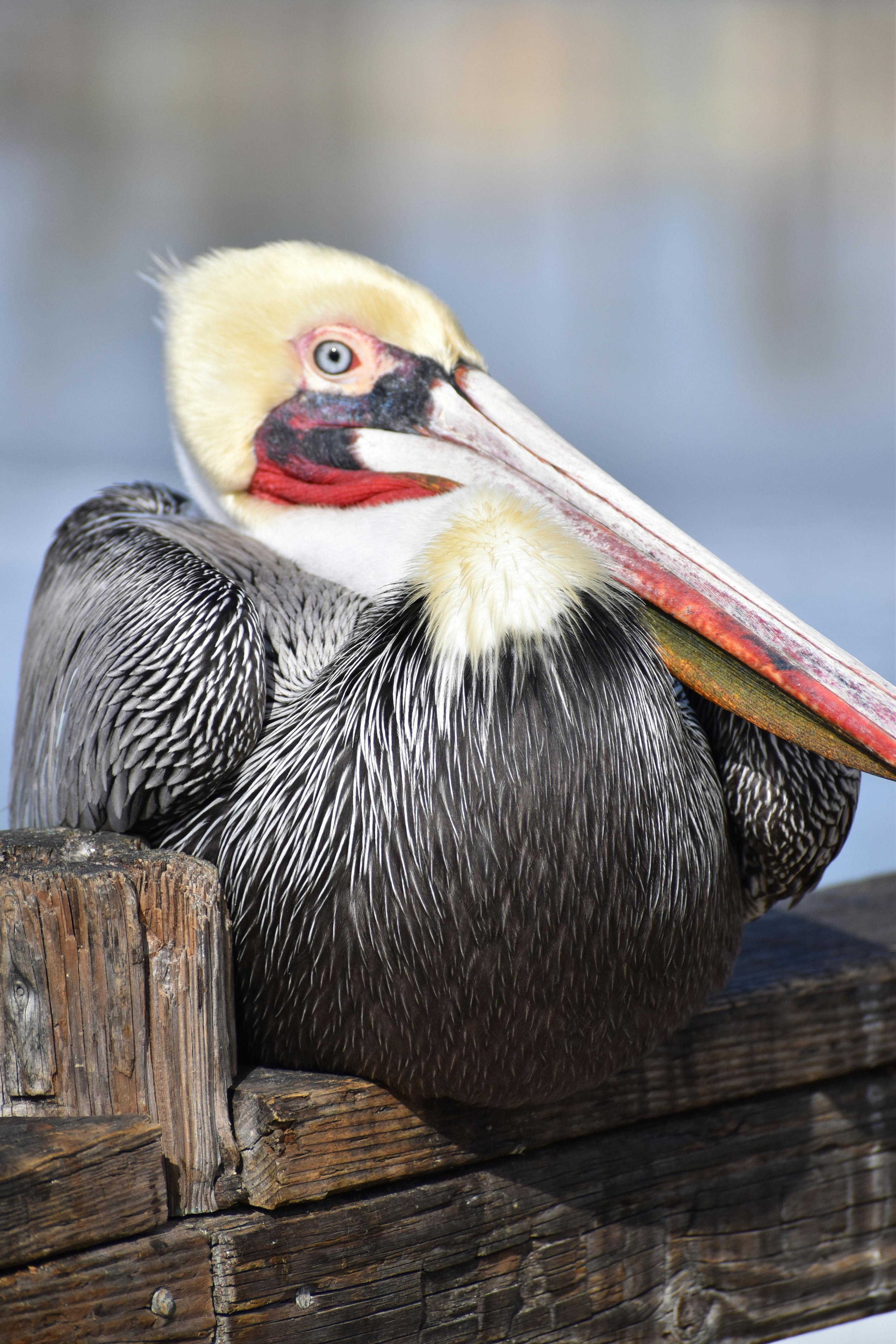 Pelican In Nemo Photos, Download The BEST Free Pelican In Nemo Stock ...