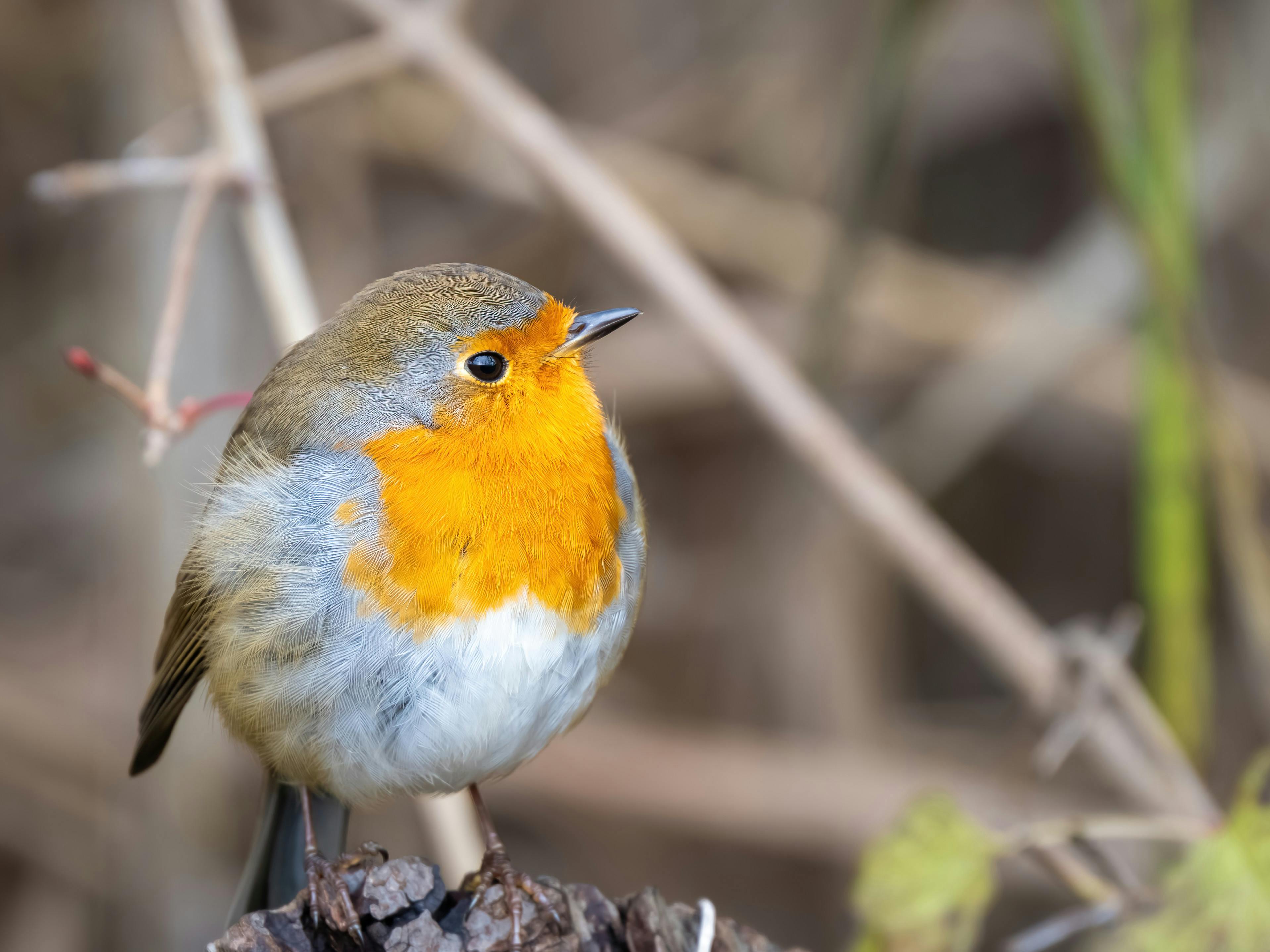 Little Robin Bird on a Branch · Free Stock Photo