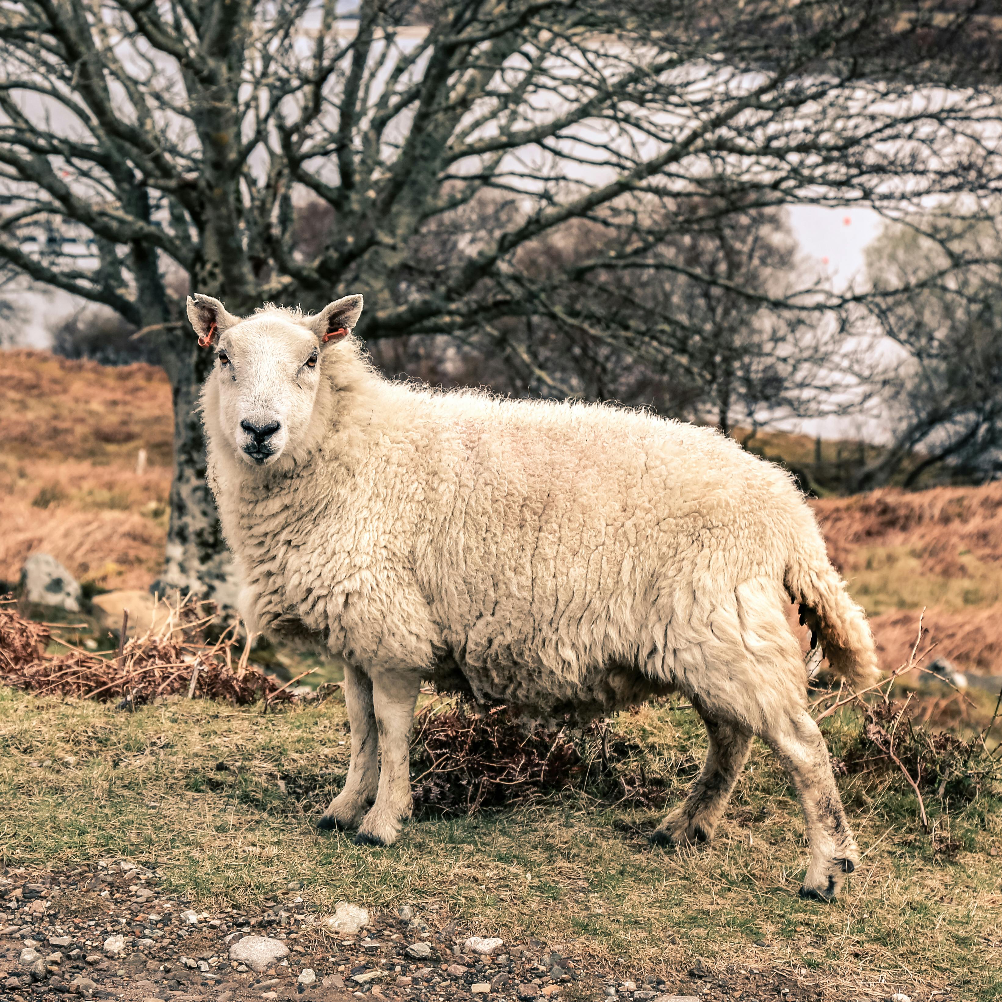 Free stock photo of sheep