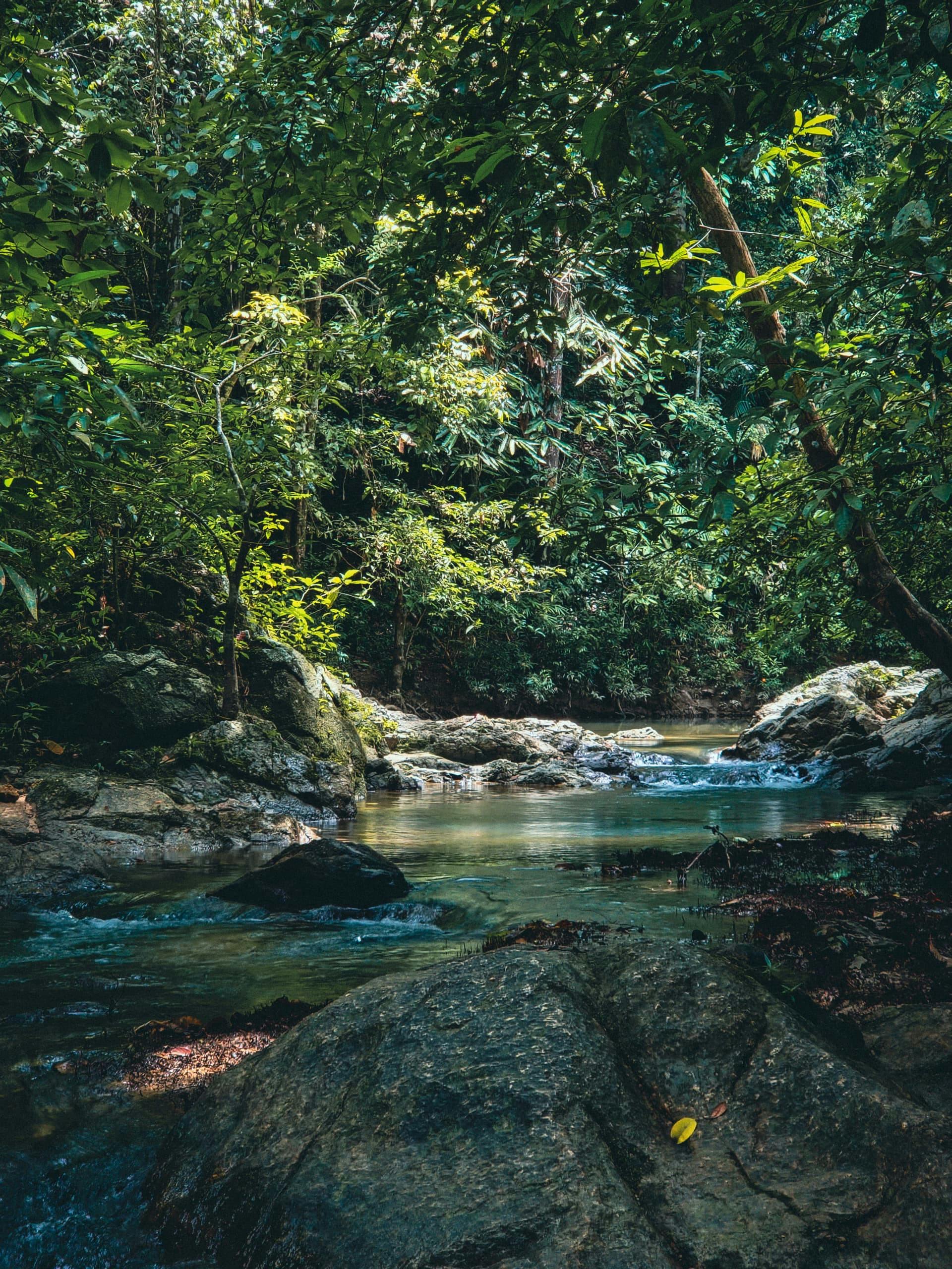 Scenic View of Stream in the Forest · Free Stock Photo
