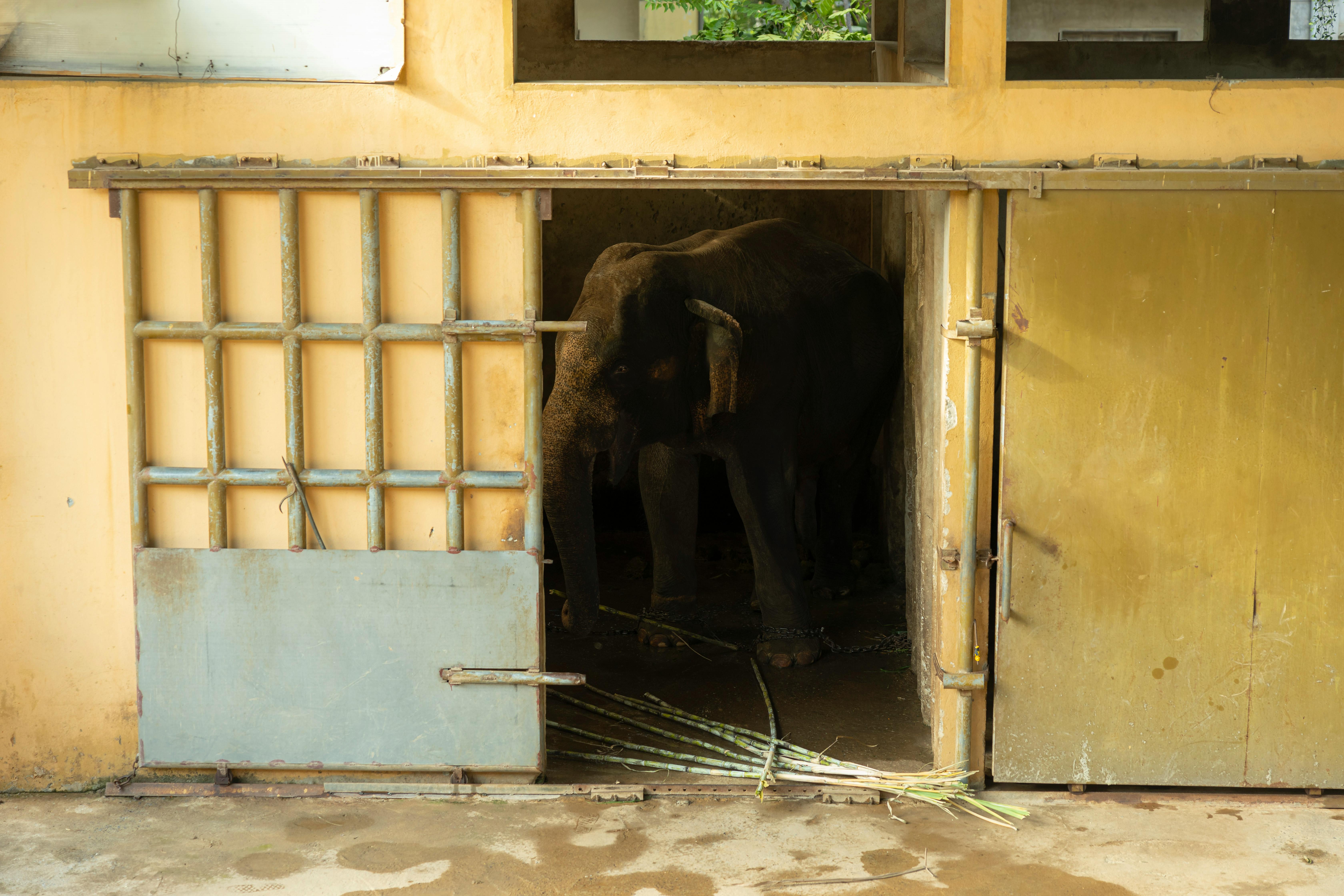 Elephant behind Doorway · Free Stock Photo