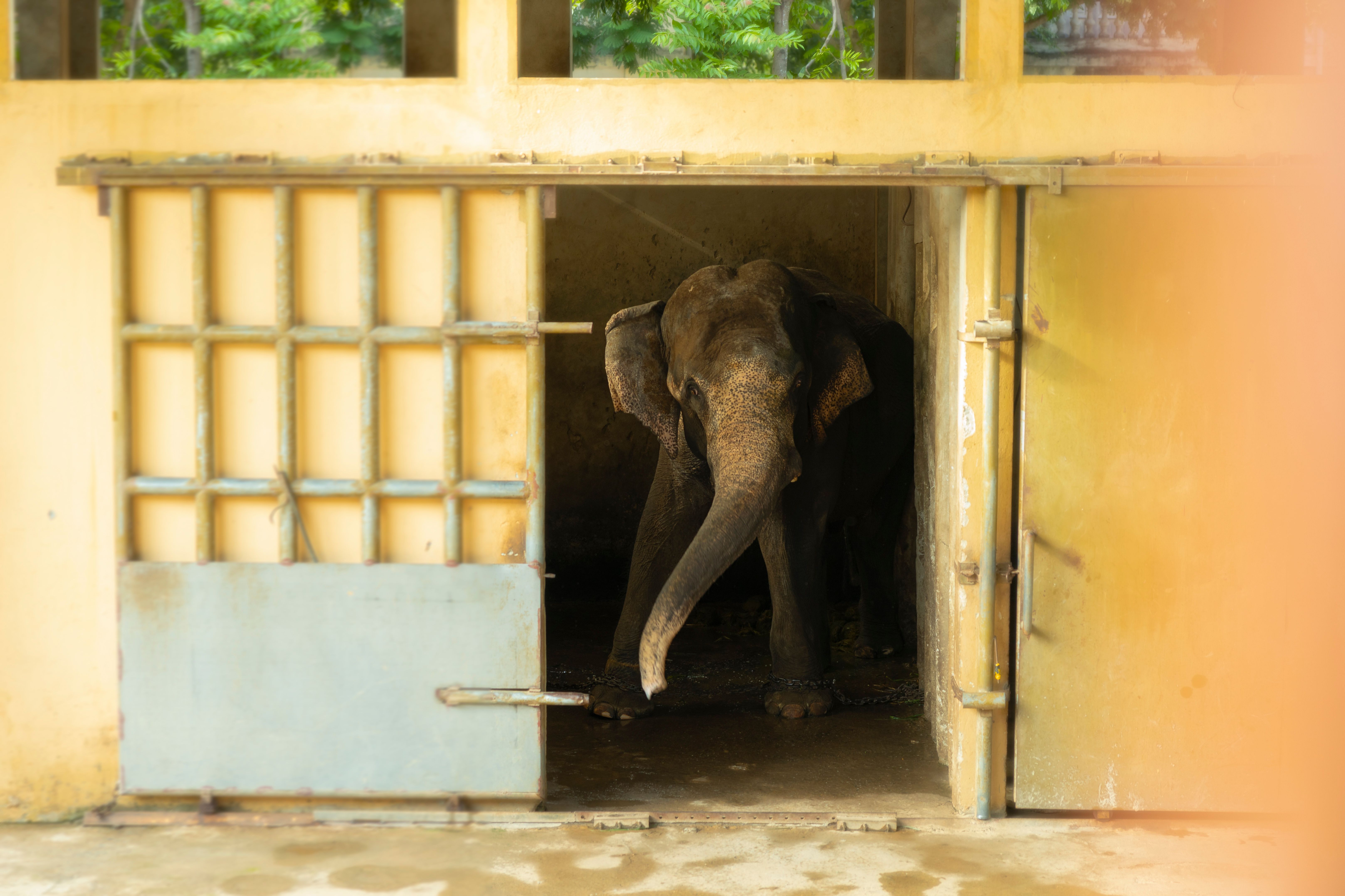 Elephant Hunting Photos, Download The BEST Free Elephant Hunting Stock ...