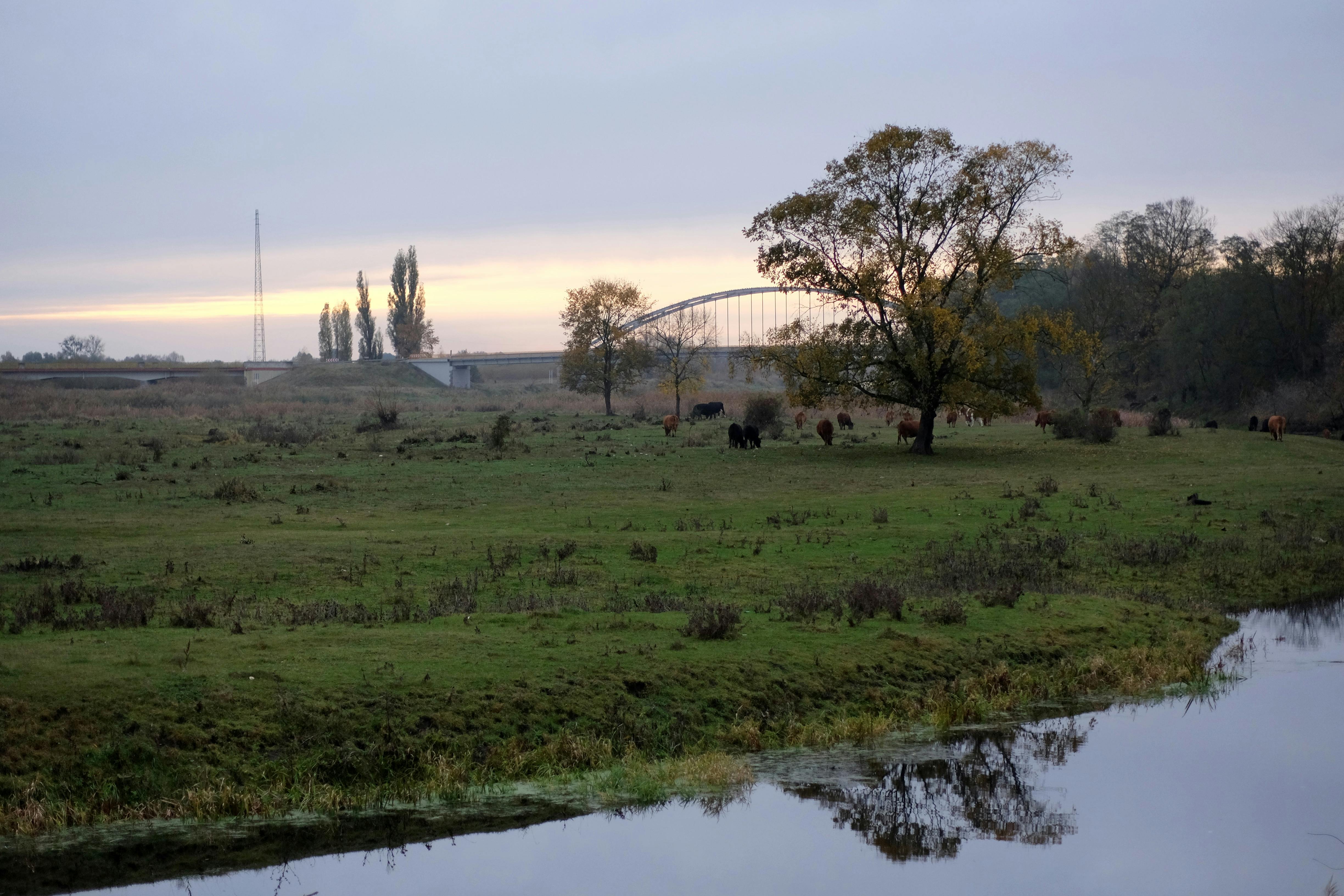 Foto de stock gratuita sobre fotos de animales, campo, ganado, manada ...