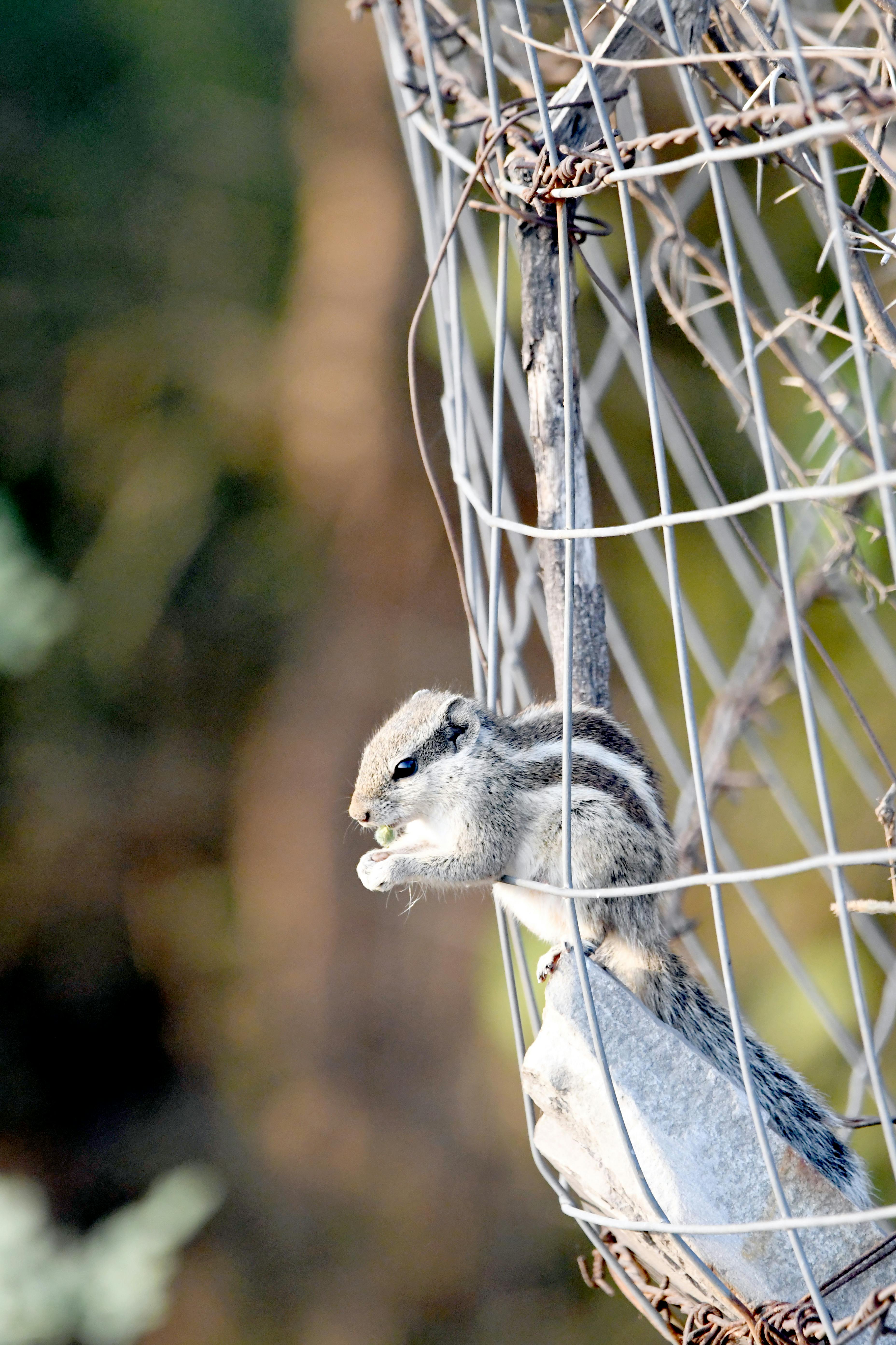 Chipmunk on Net · Free Stock Photo