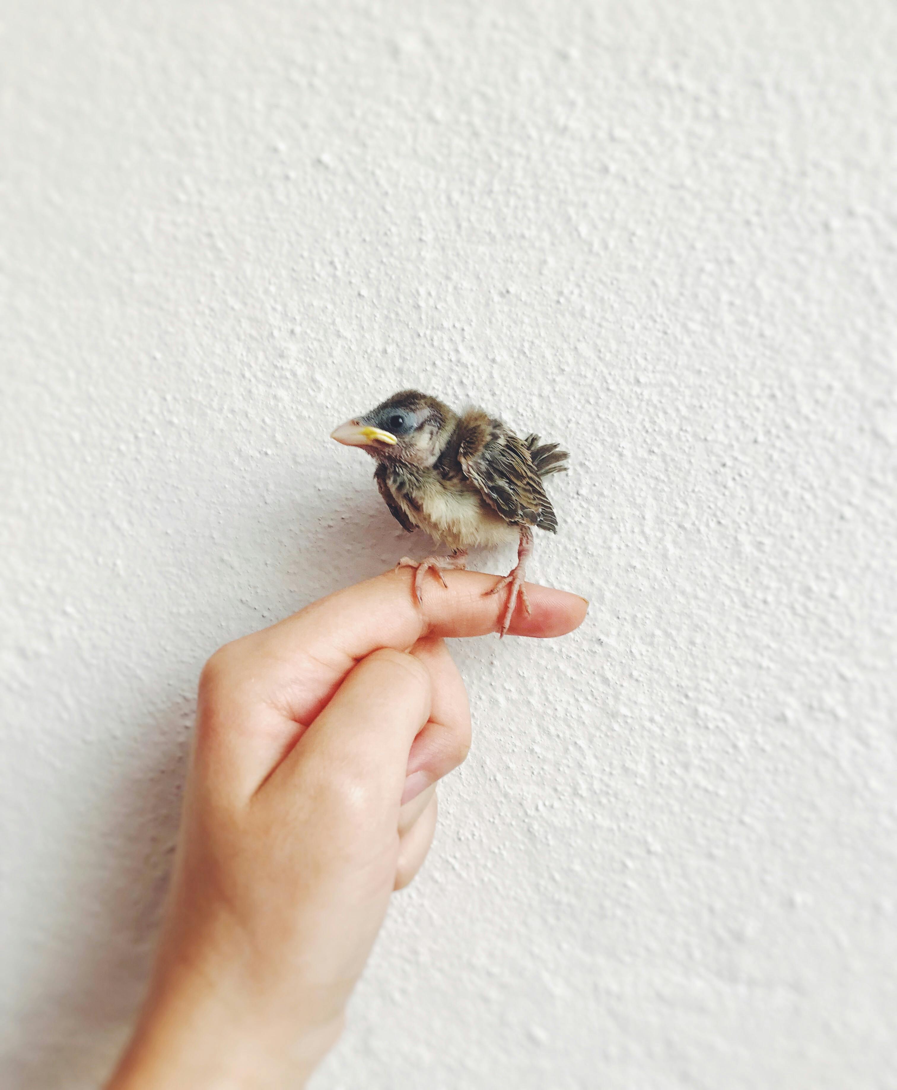 Tree Sparrow on Hand · Free Stock Photo