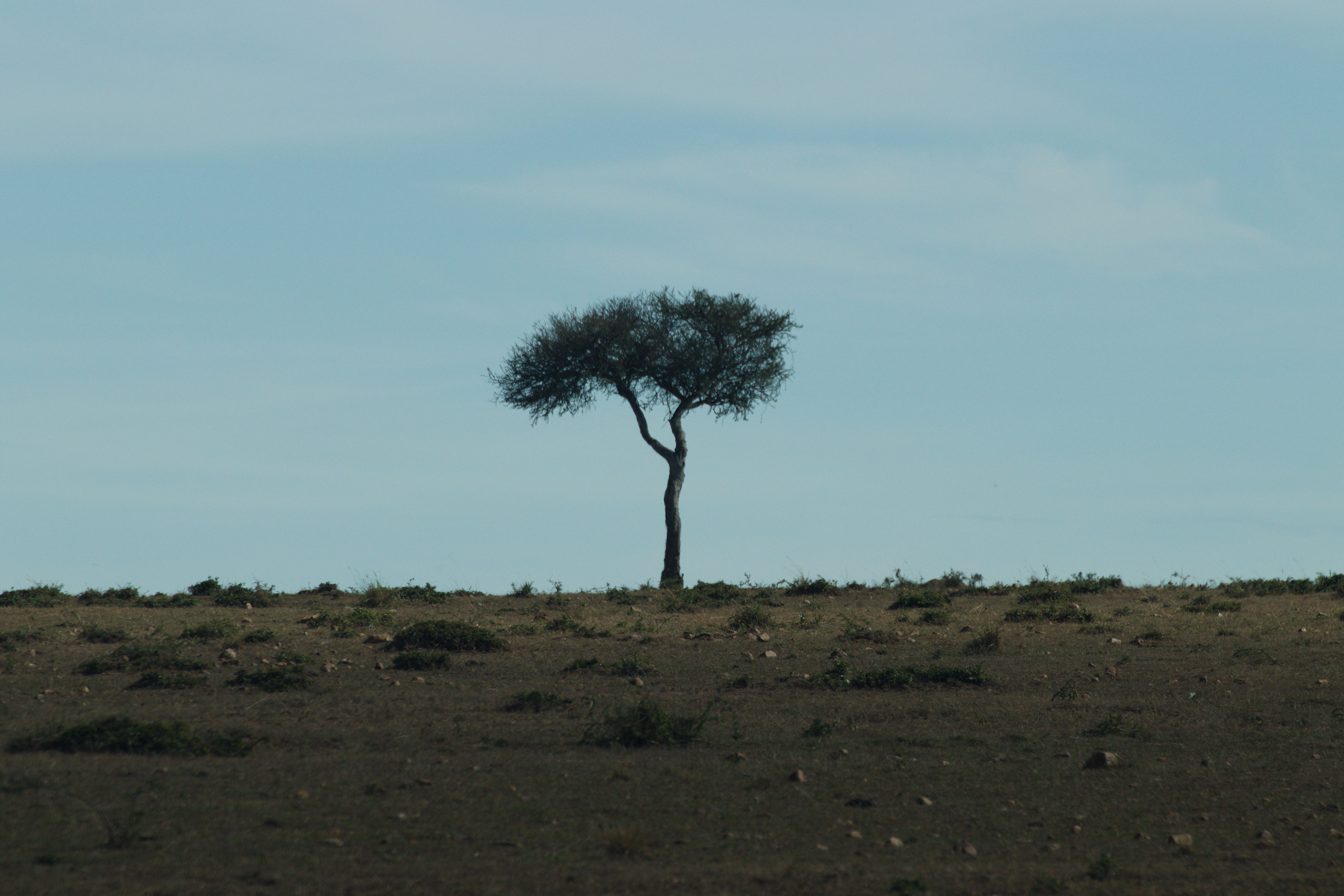 Lone Tree Growing against the Sky · Free Stock Photo