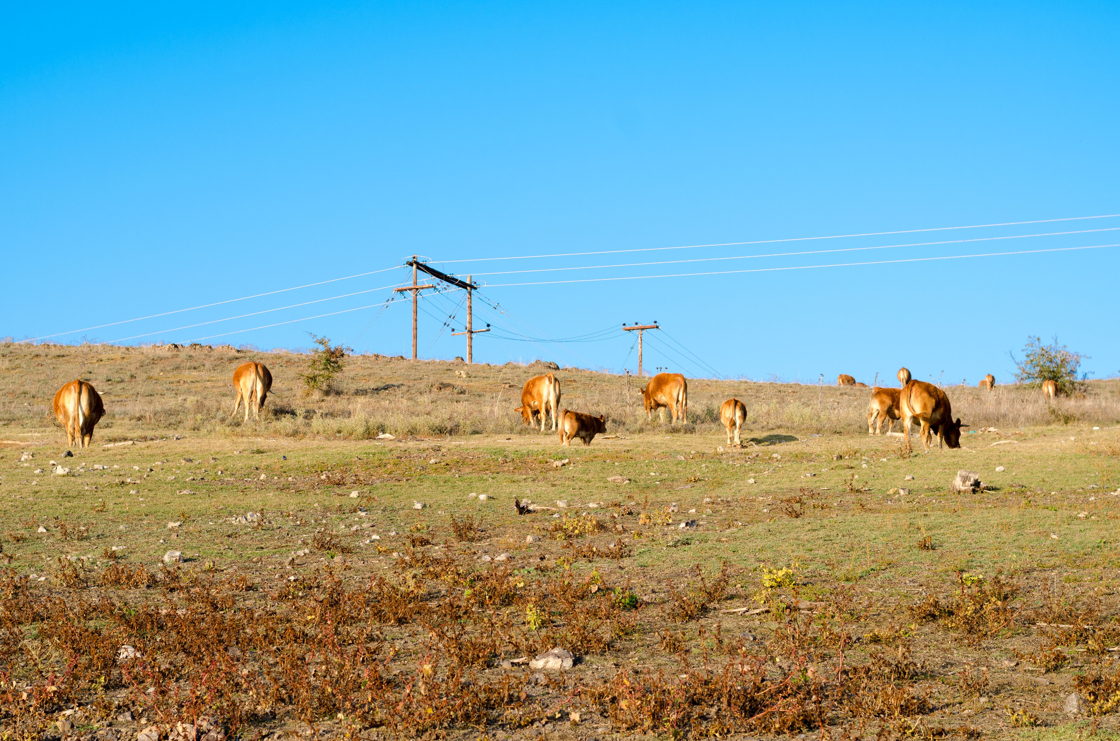 Cows on Pasture in Greece · Free Stock Photo