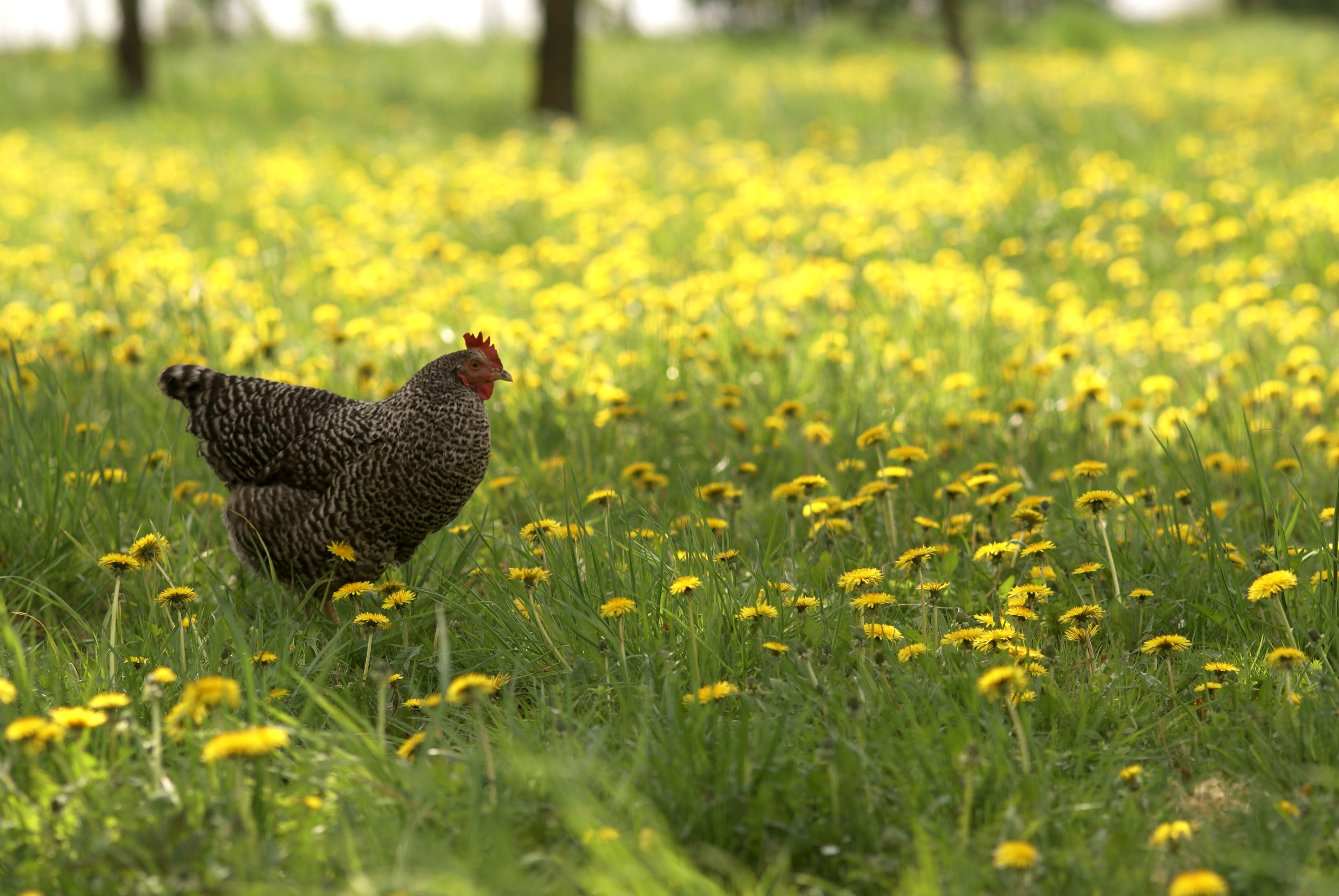 Hen on Field with Yellow Flowers · Free Stock Photo