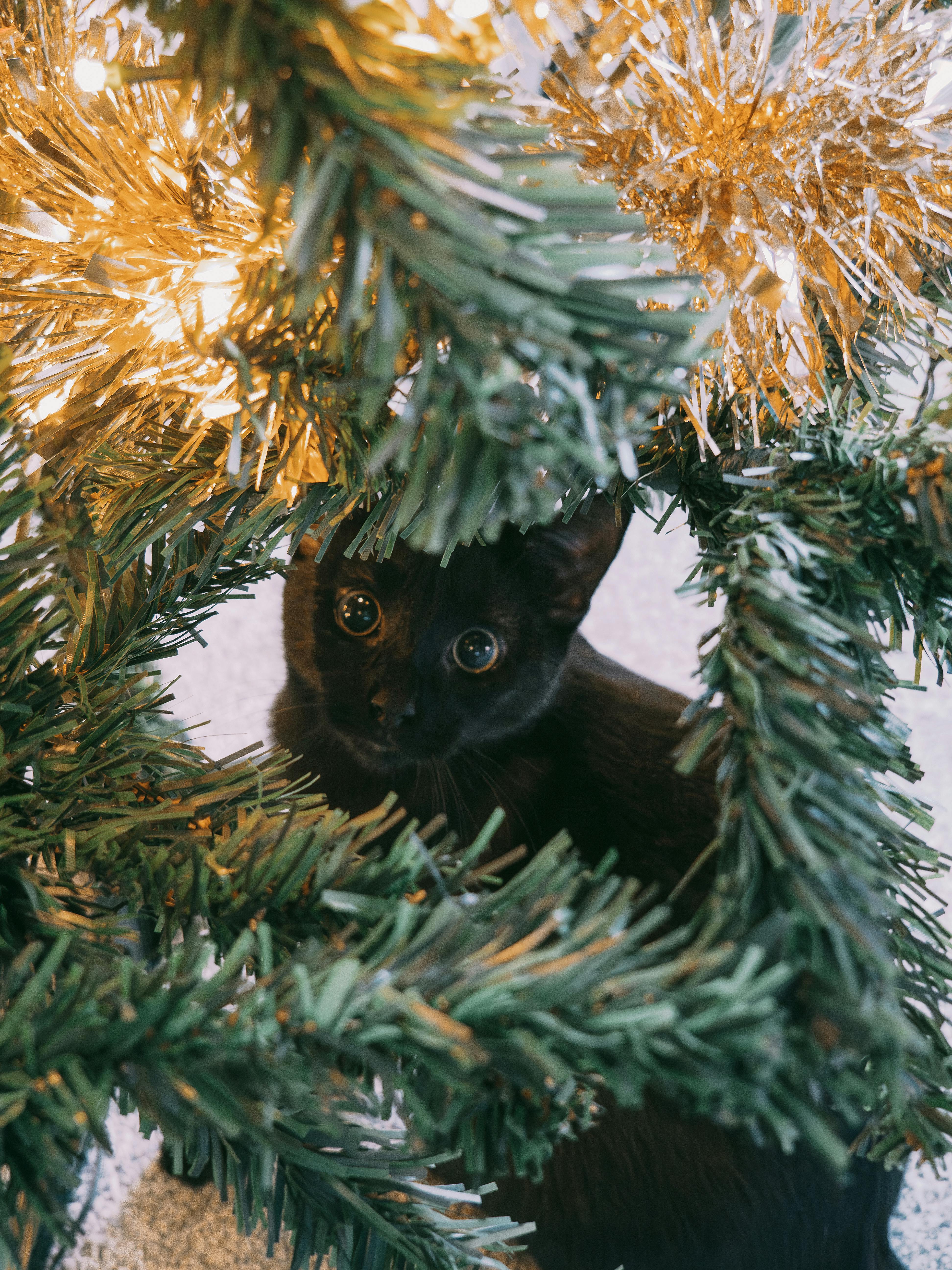 Black Kitten behind Christmas Tree Leaves · Free Stock Photo